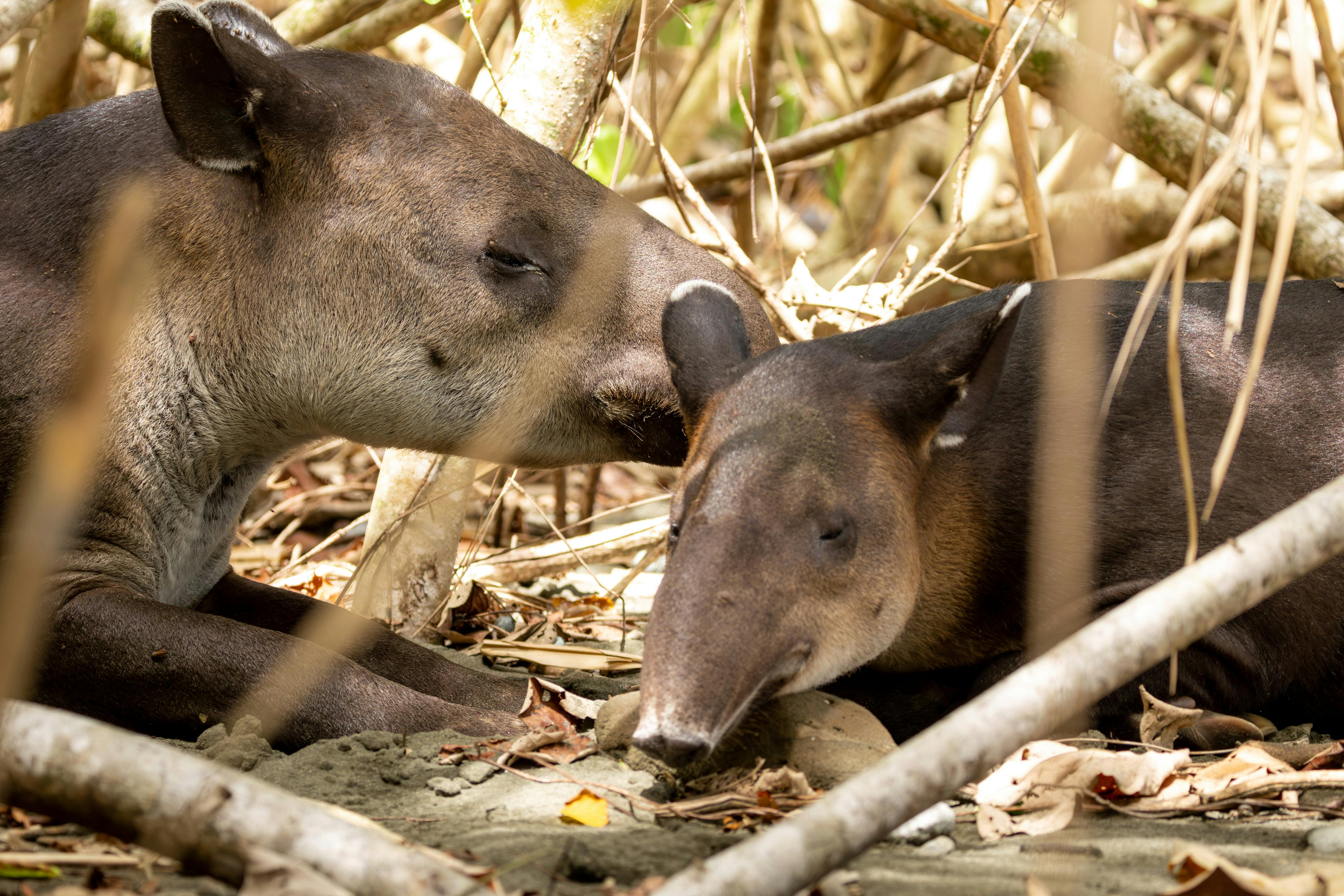 Mountain Tapirs in Nature · Free Stock Photo