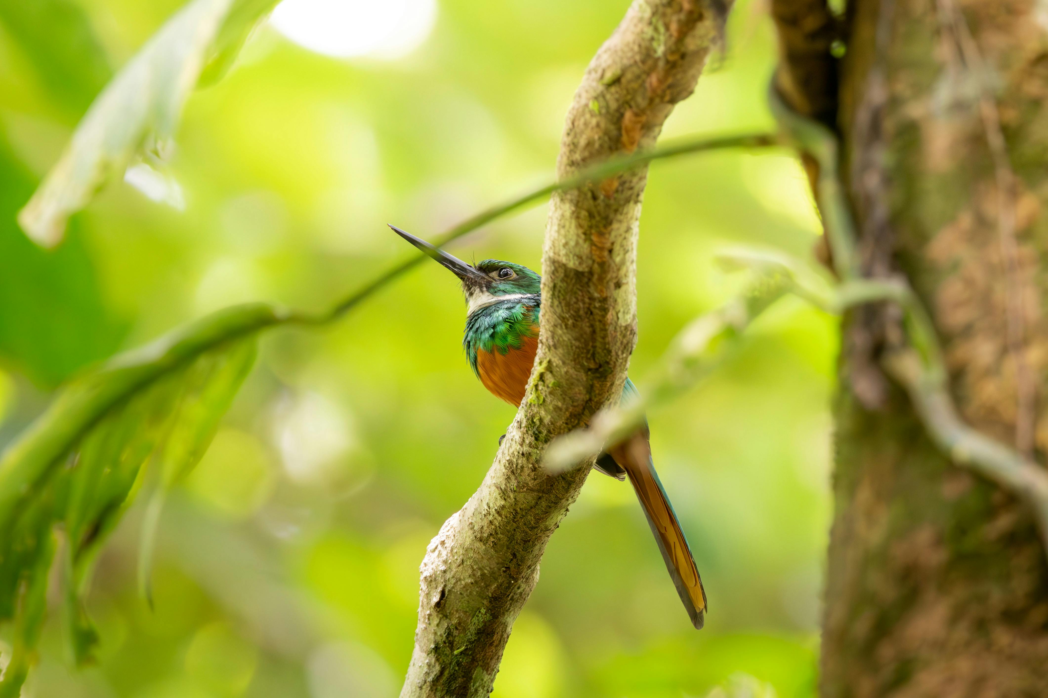 Rufous Tailed Jacamar Perching on Tree · Free Stock Photo
