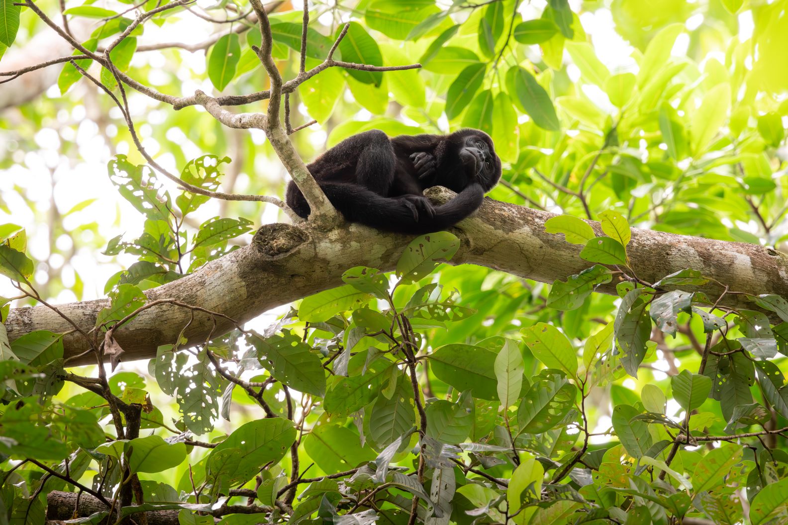 Yucatán Black Howler Monkey: Facts & Habitat Guide