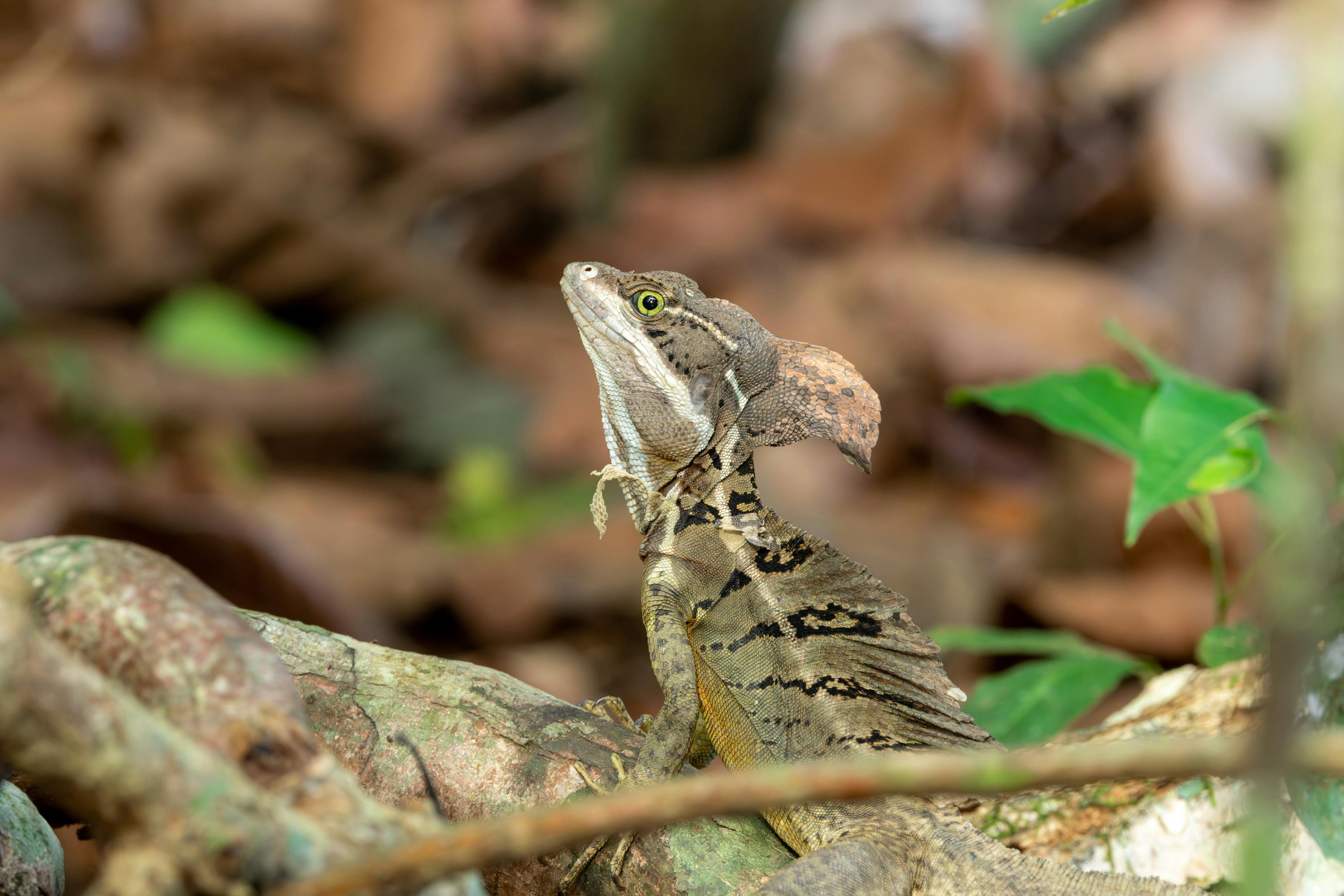 Foto de stock gratuita sobre al aire libre, amazonas, america, animal ...