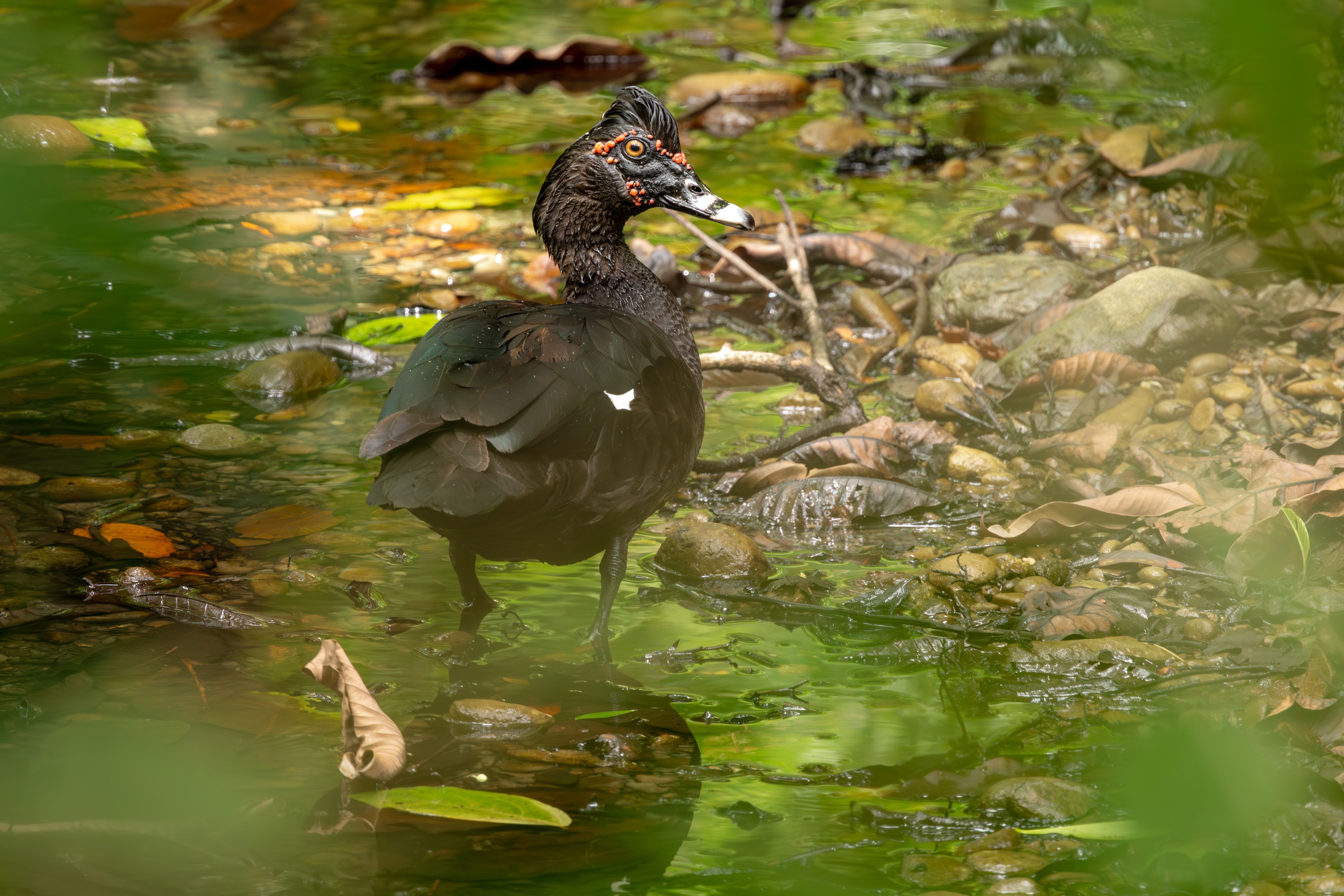 Tropical Duck in a Jungle · Free Stock Photo