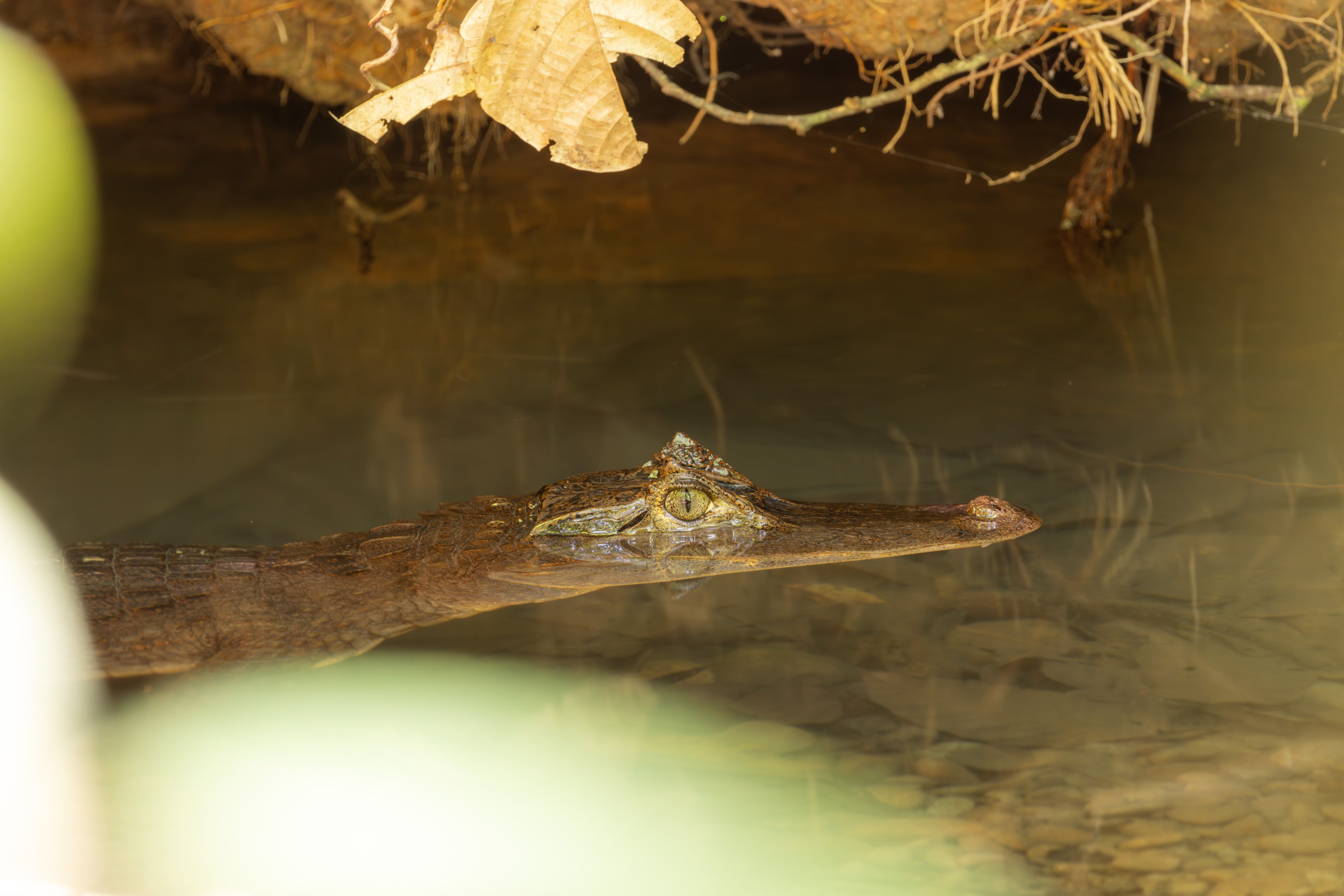 Alligator in Pond · Free Stock Photo