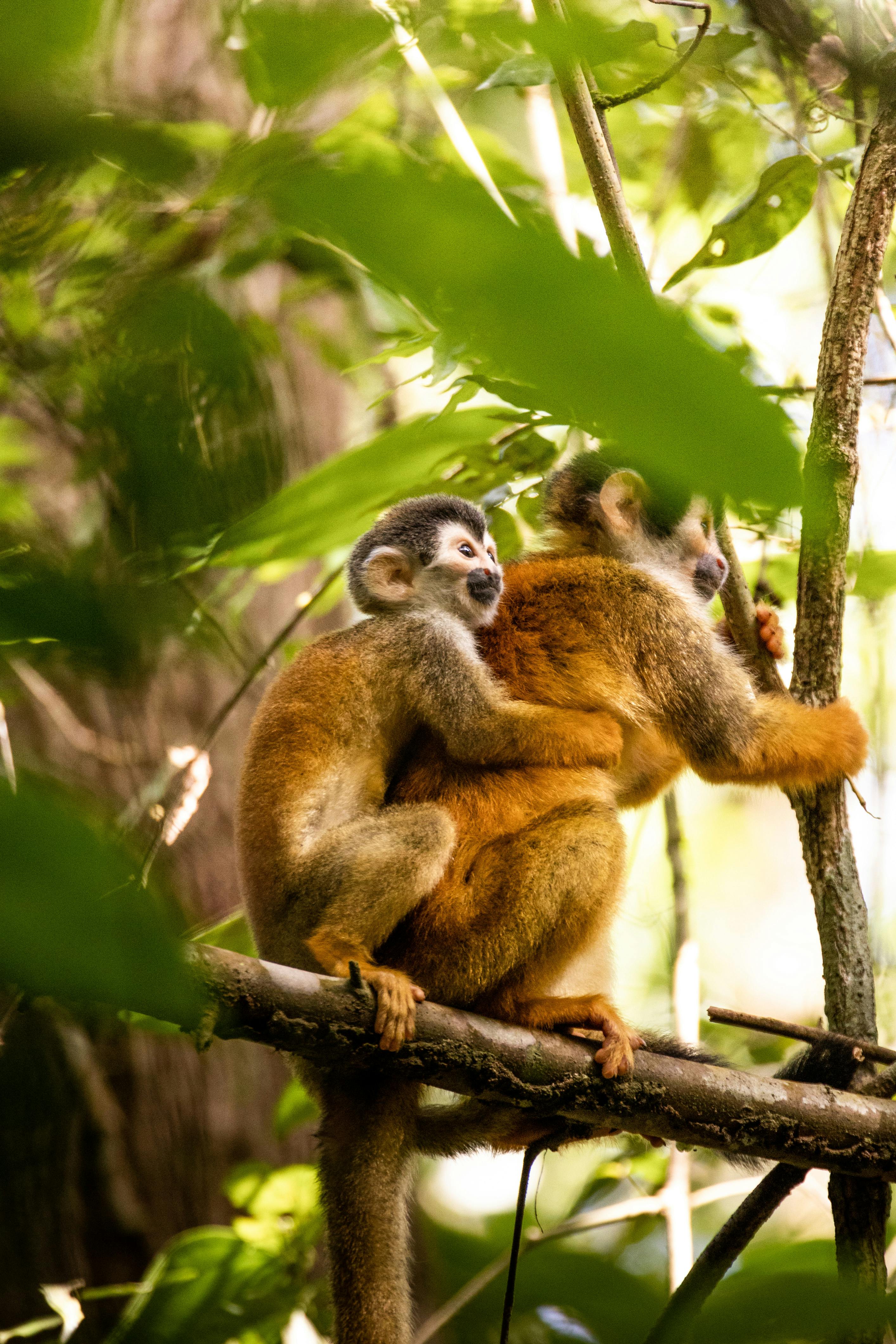 Monos En La Selva Tropical