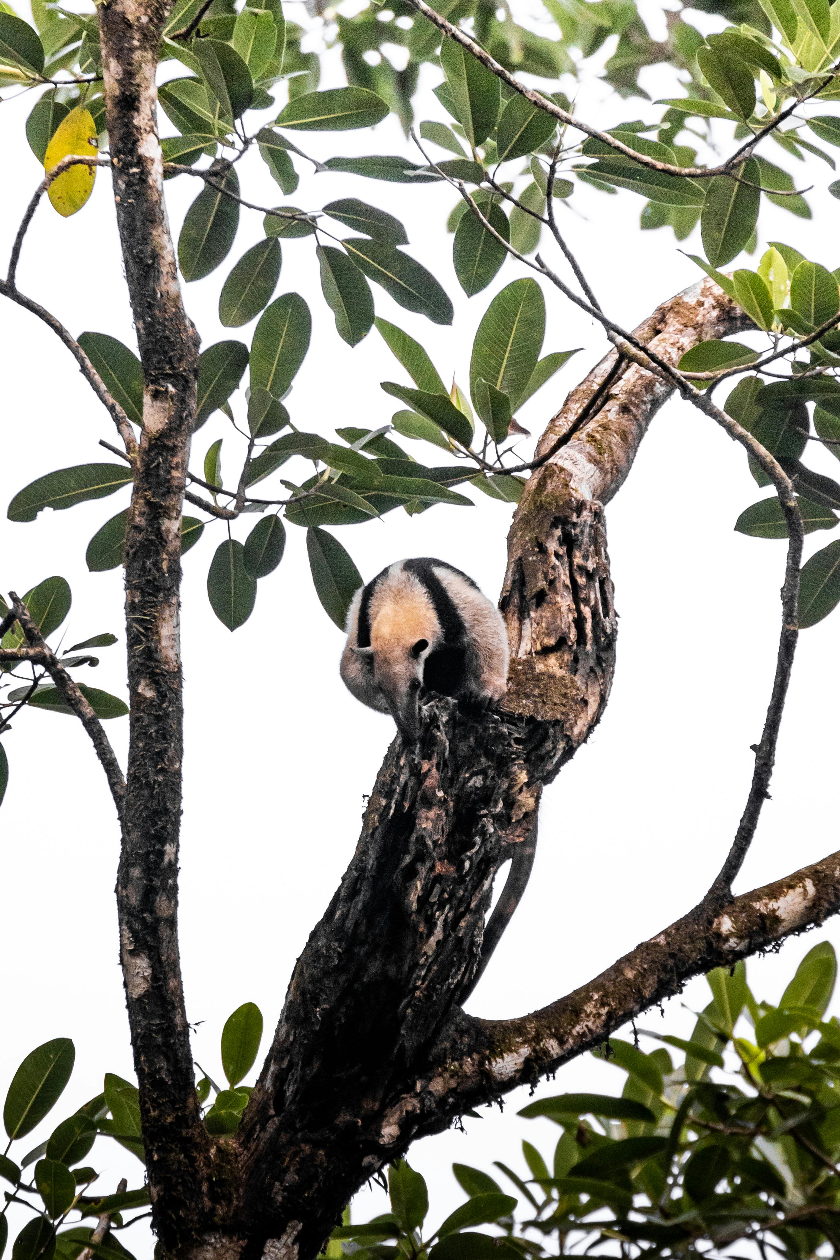 Tapir on a Tree · Free Stock Photo