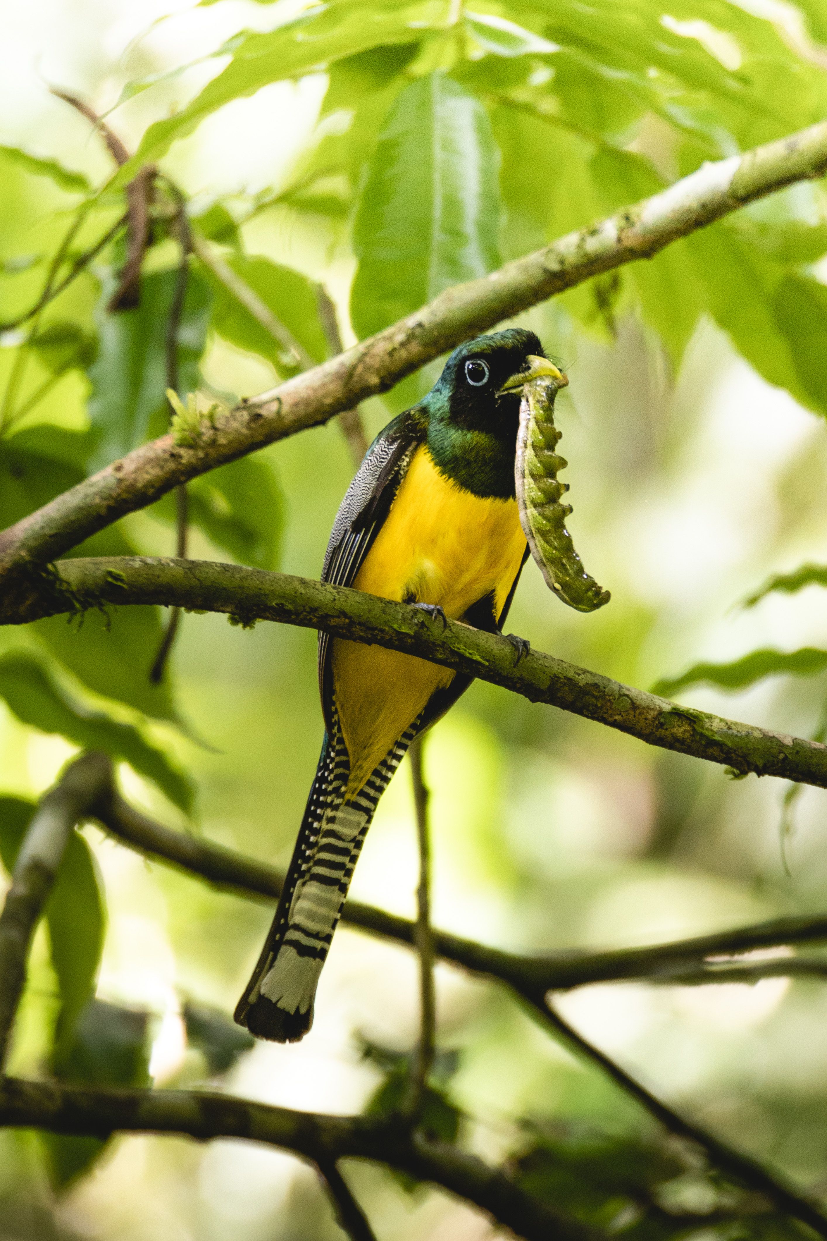Pájaro Amarillo En La Jungla · Foto de stock gratuita