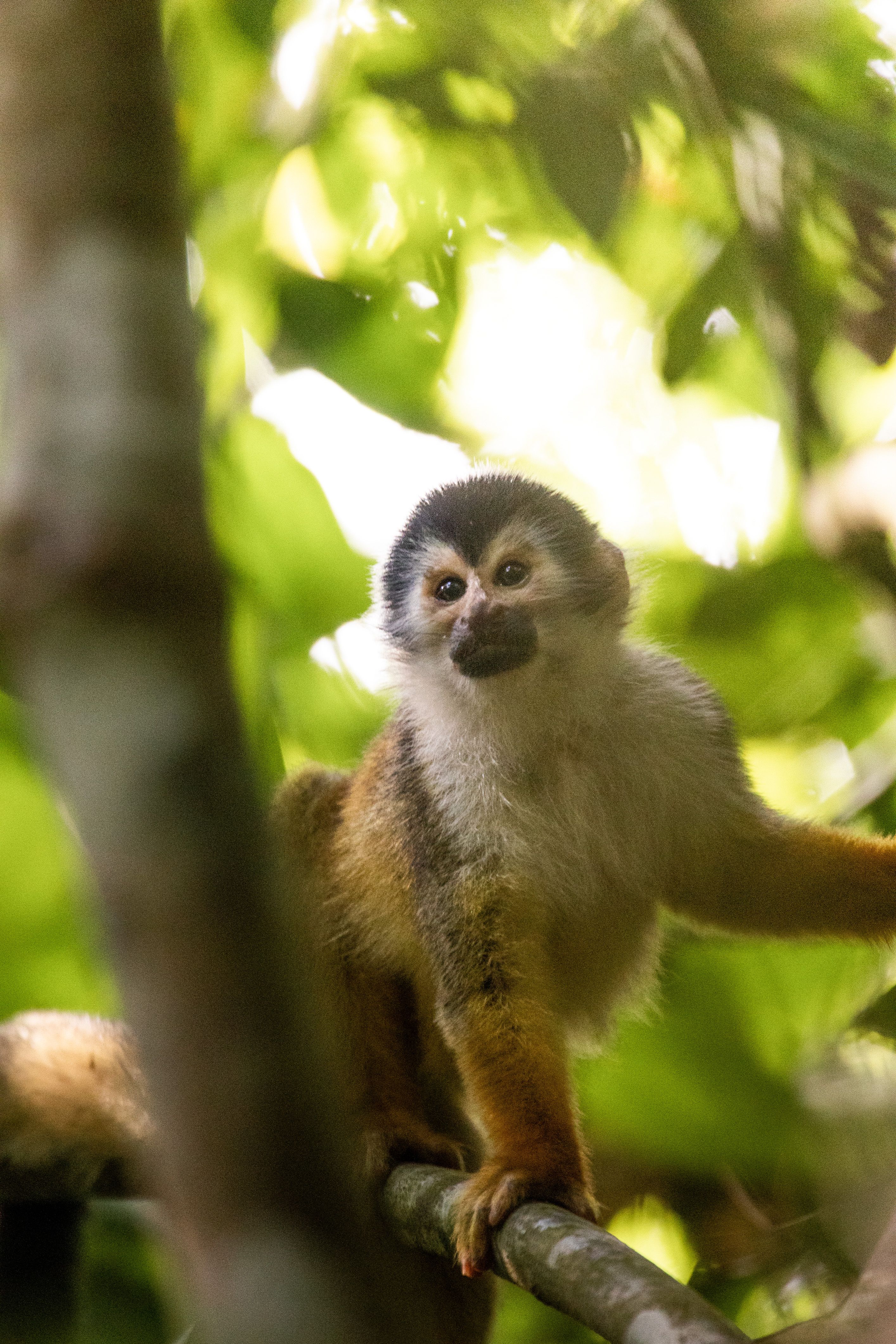Monkeys Sitting All Over a Man in the Jungle · Free Stock Photo