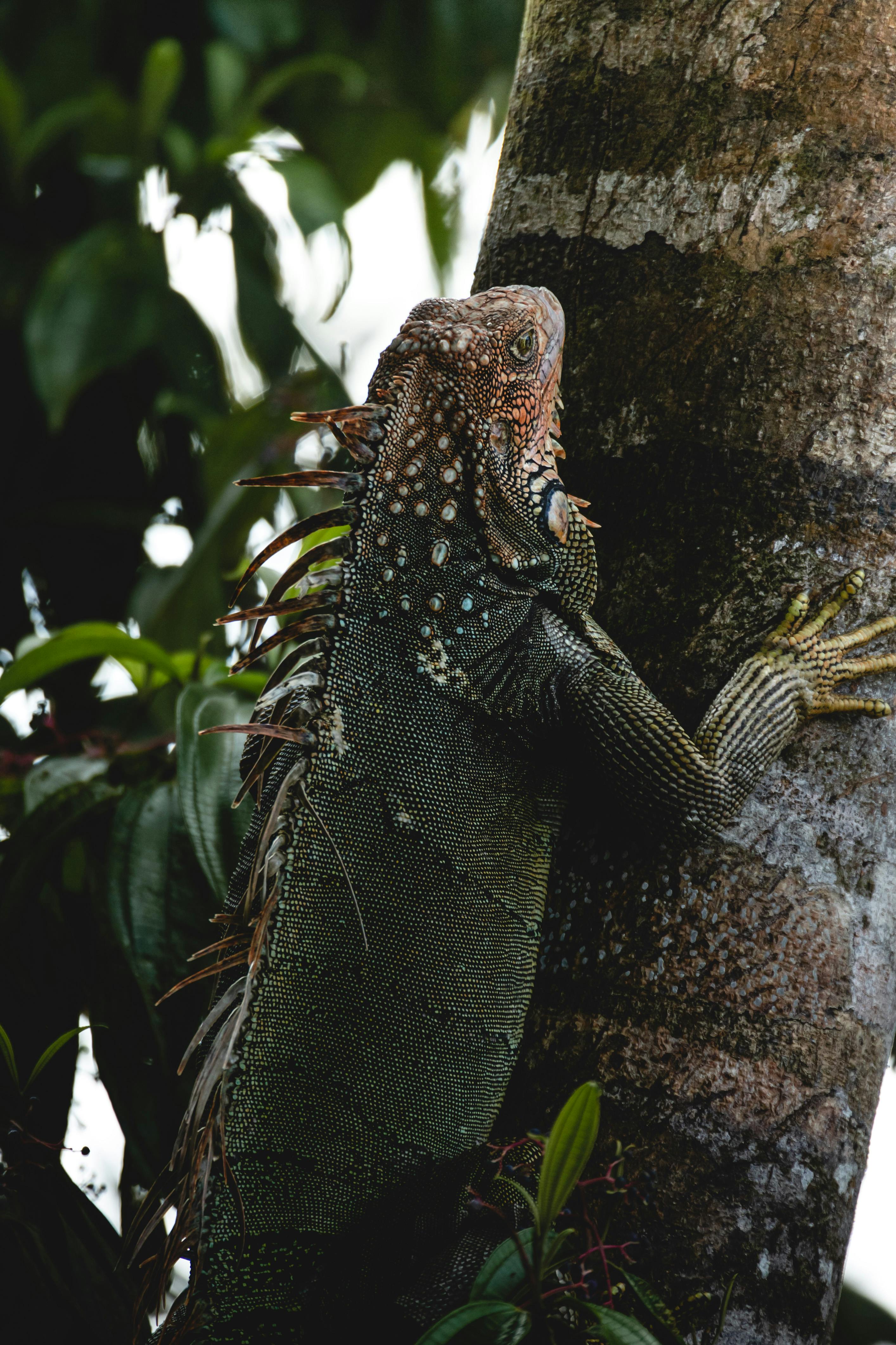 Brown and Green Iguana on Grass Field · Free Stock Photo
