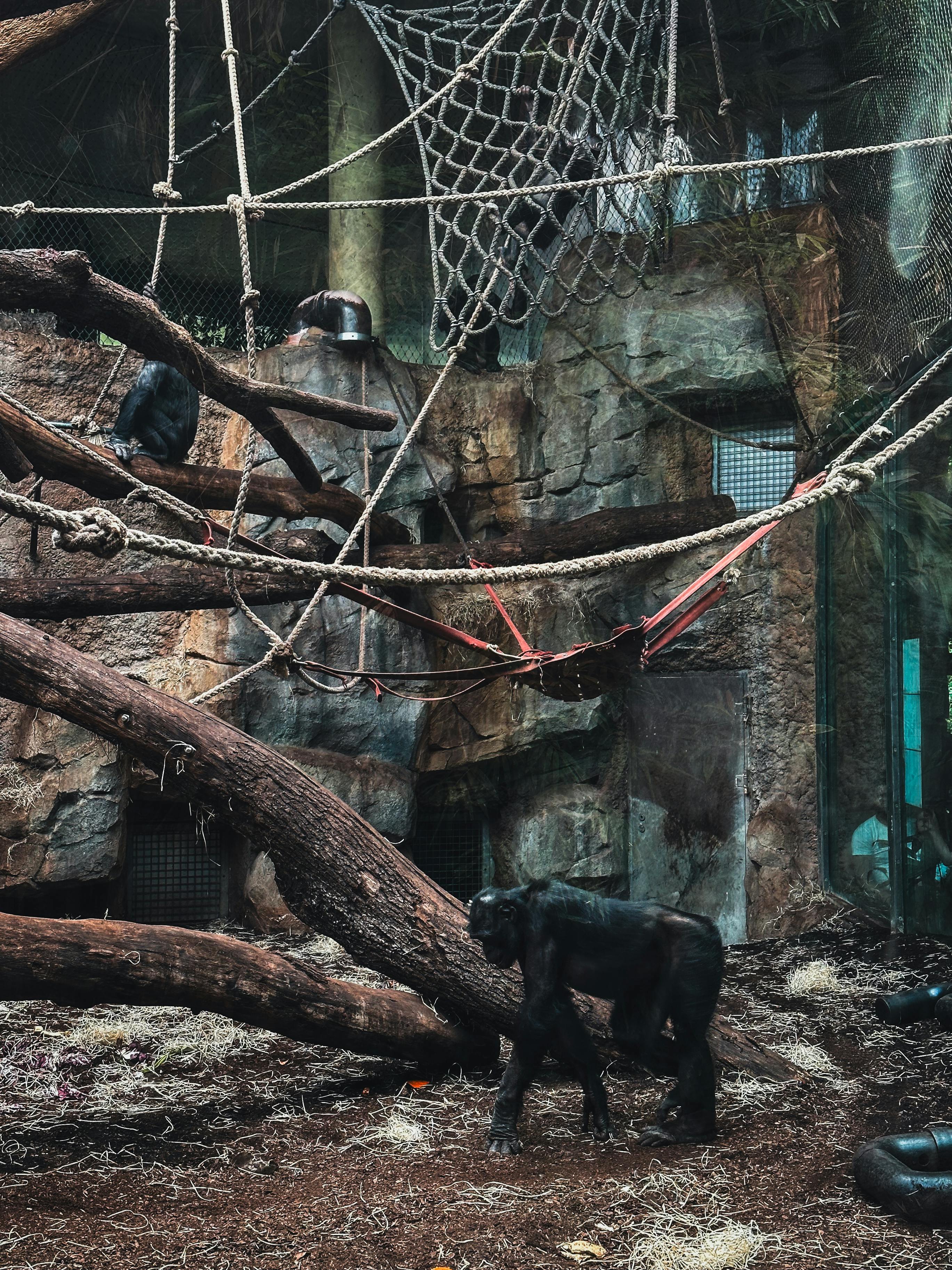 A chimpanzee in a zoo with ropes and ropes · Free Stock Photo