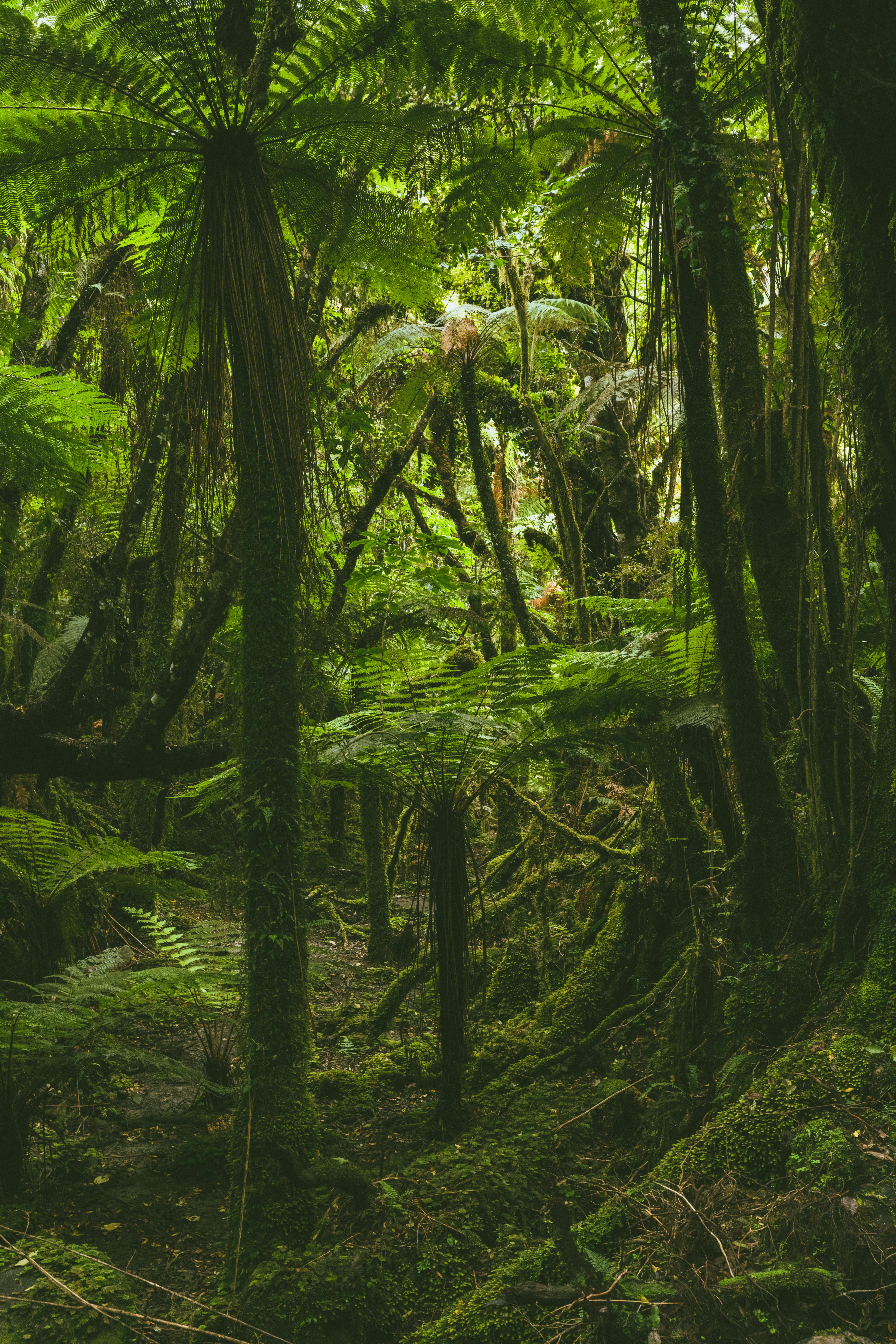 Trees in a Jungle · Free Stock Photo