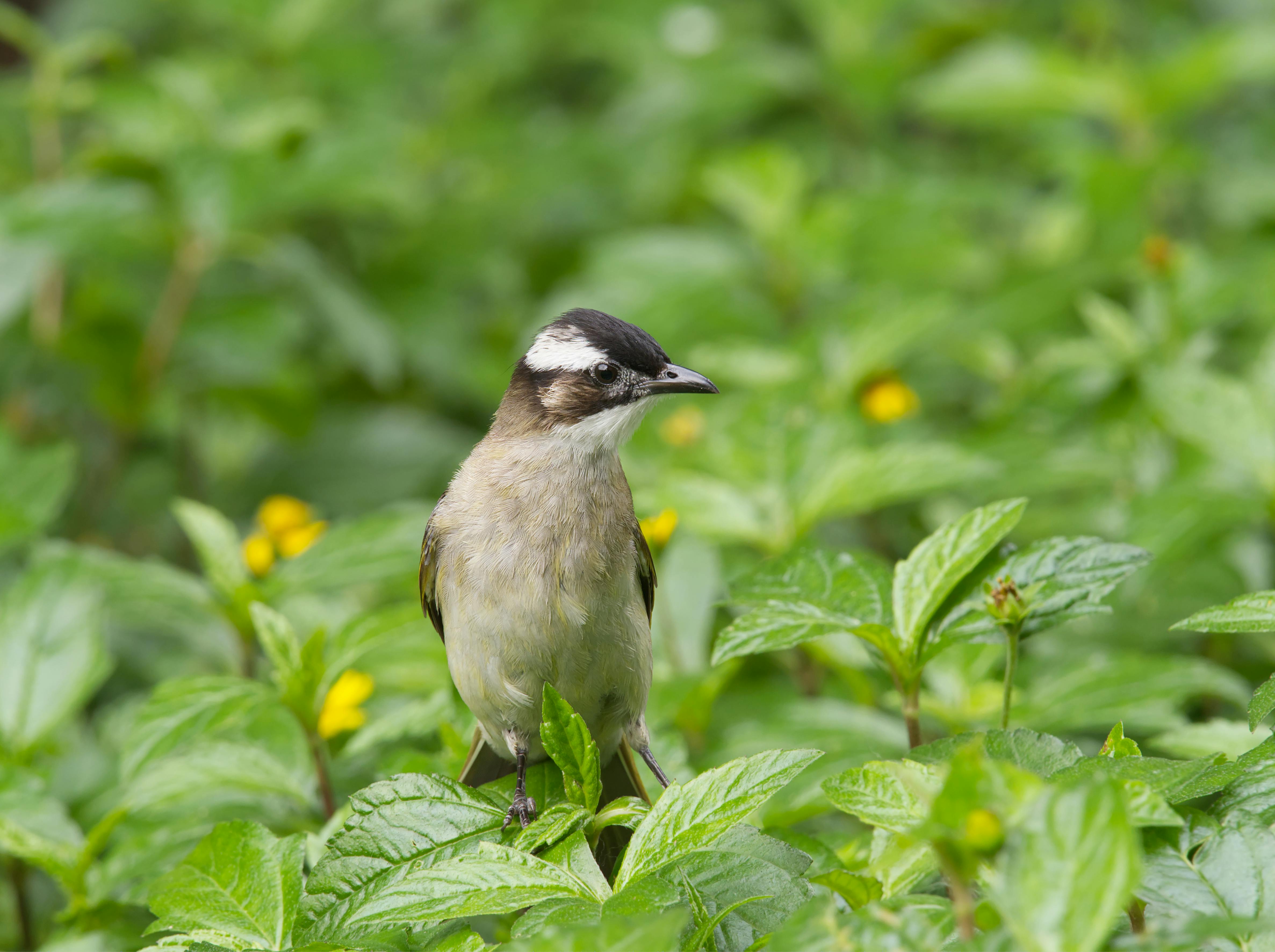 Close-up of a Light-vented Bulbul Perched on a Plant · Free Stock Photo
