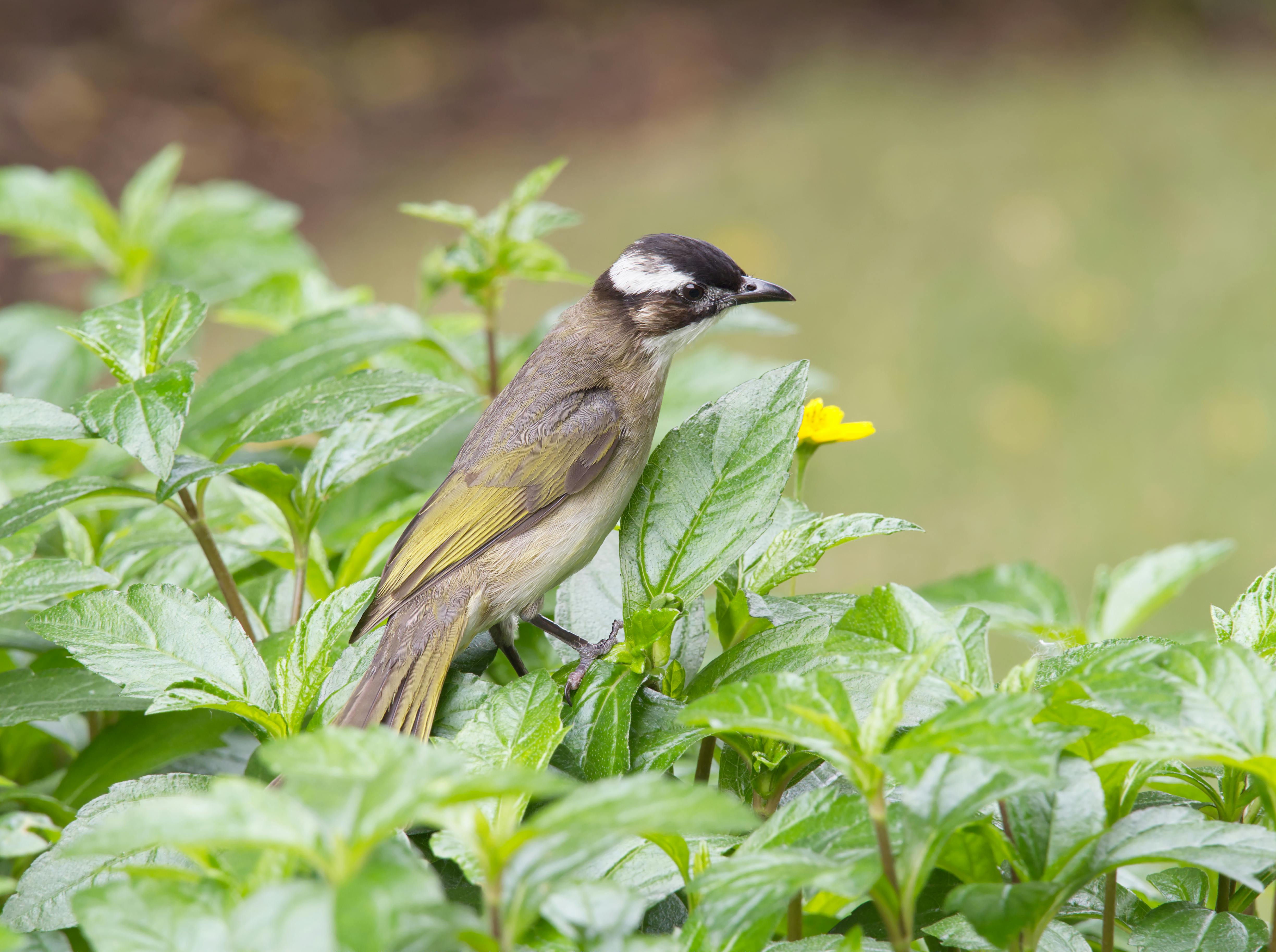 Close-up of a Light-vented Bulbul Perched on a Plant · Free Stock Photo