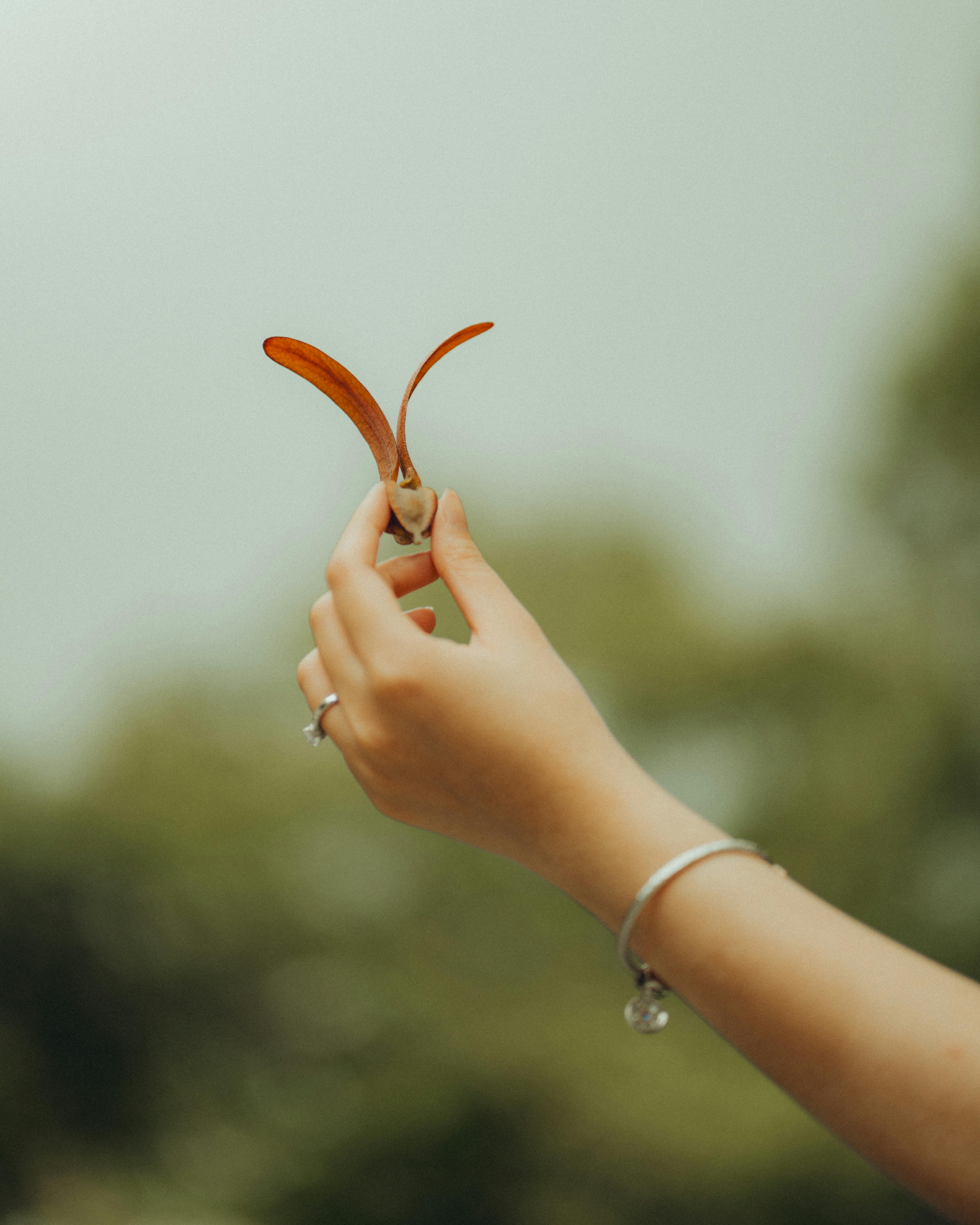 Reforestation Photos, Download The BEST Free Reforestation Stock Photos ...