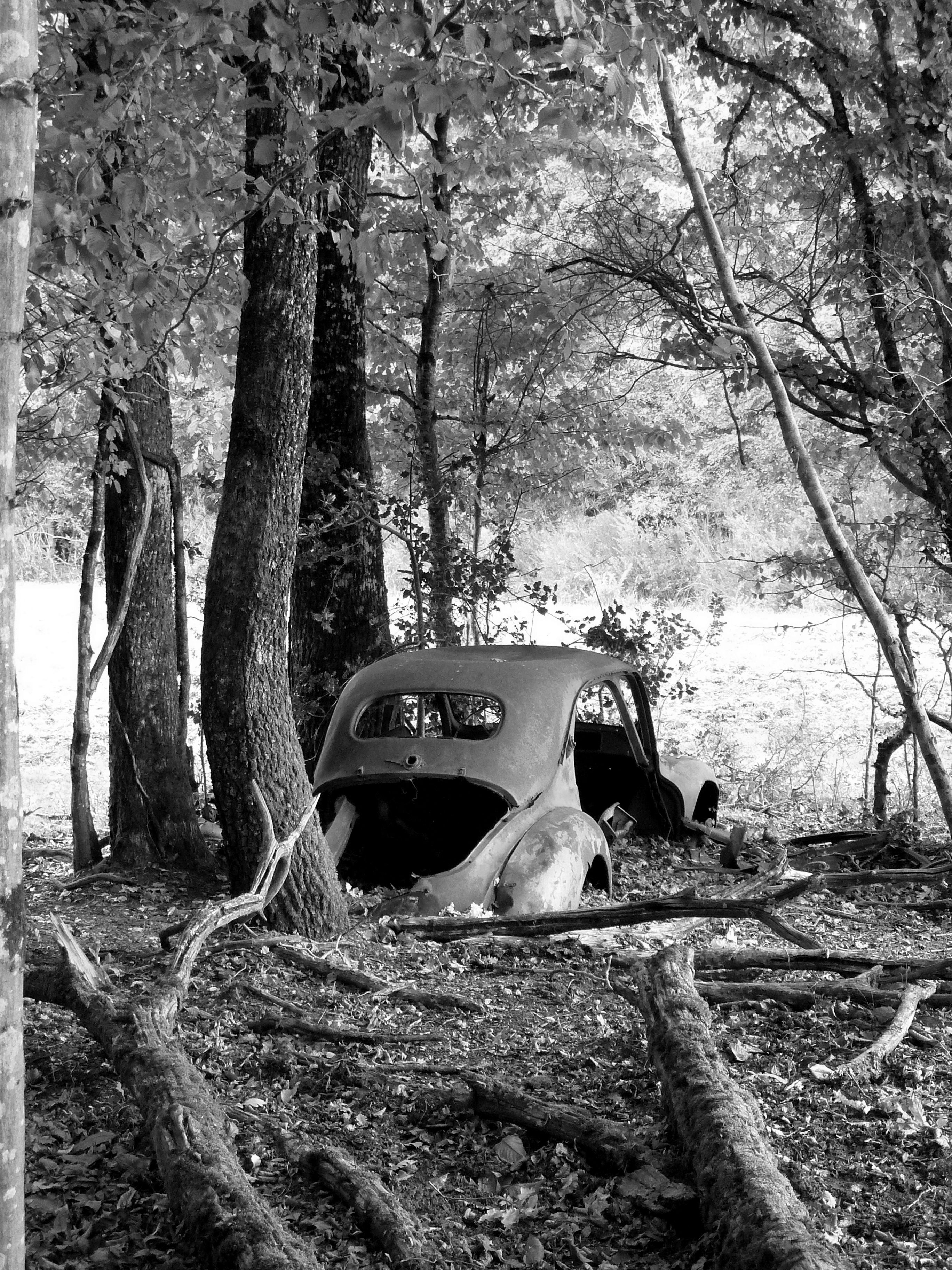 200 000+ Wood And Sunflower Picture banque d’images et photos libres de ...
