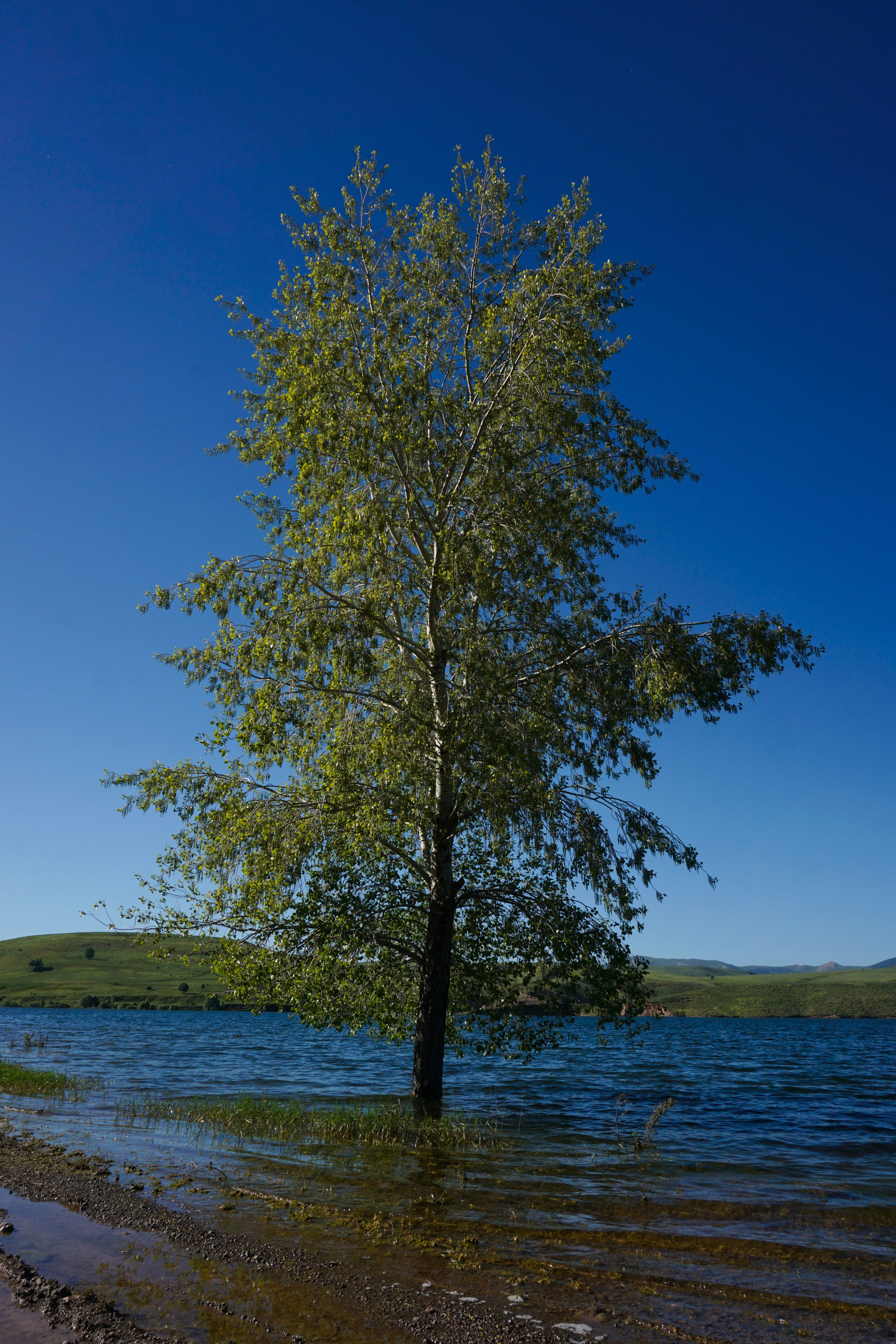 Tree Growing on a Lakeshore · Free Stock Photo