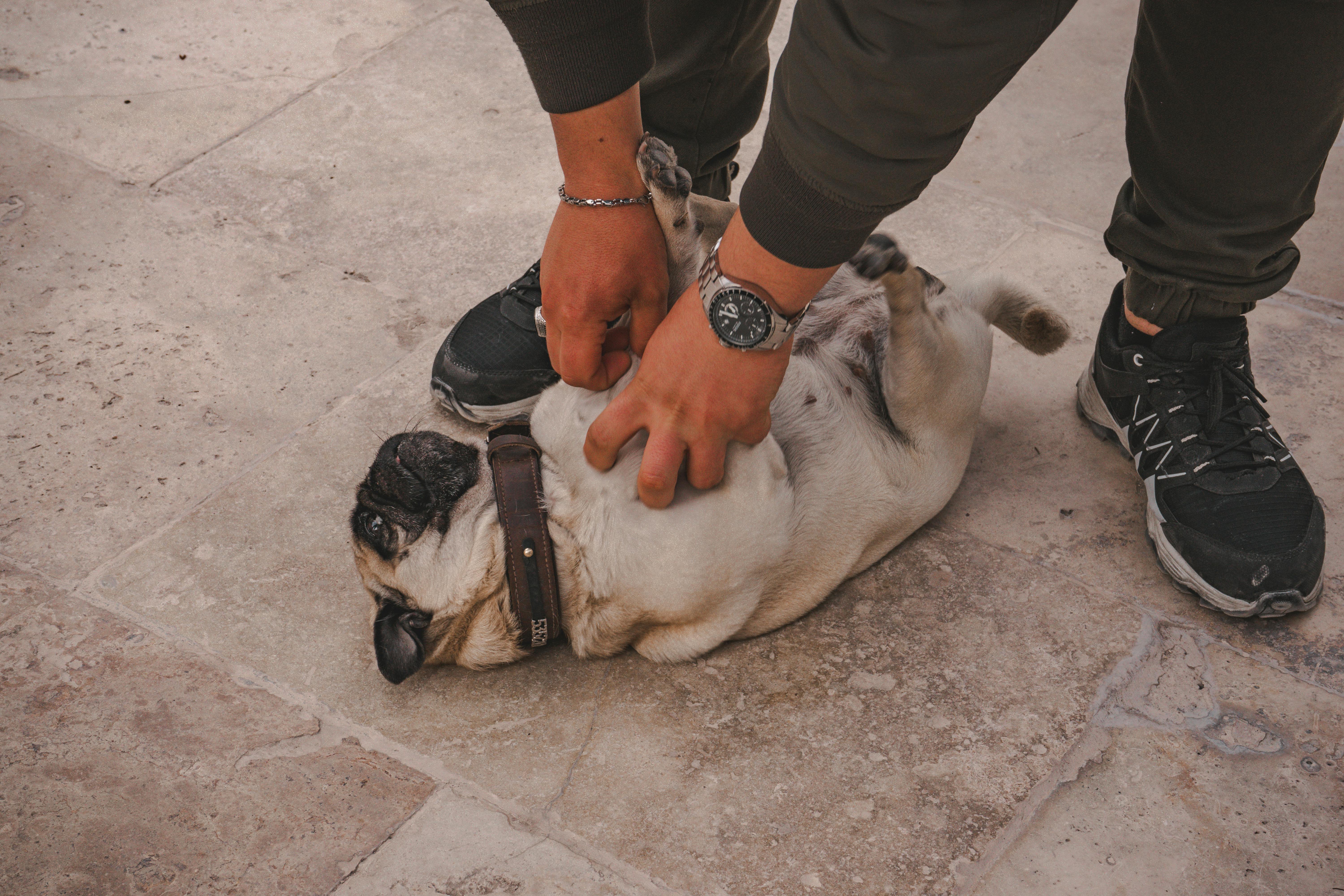 Hands of a Man Petting a Pug · Free Stock Photo