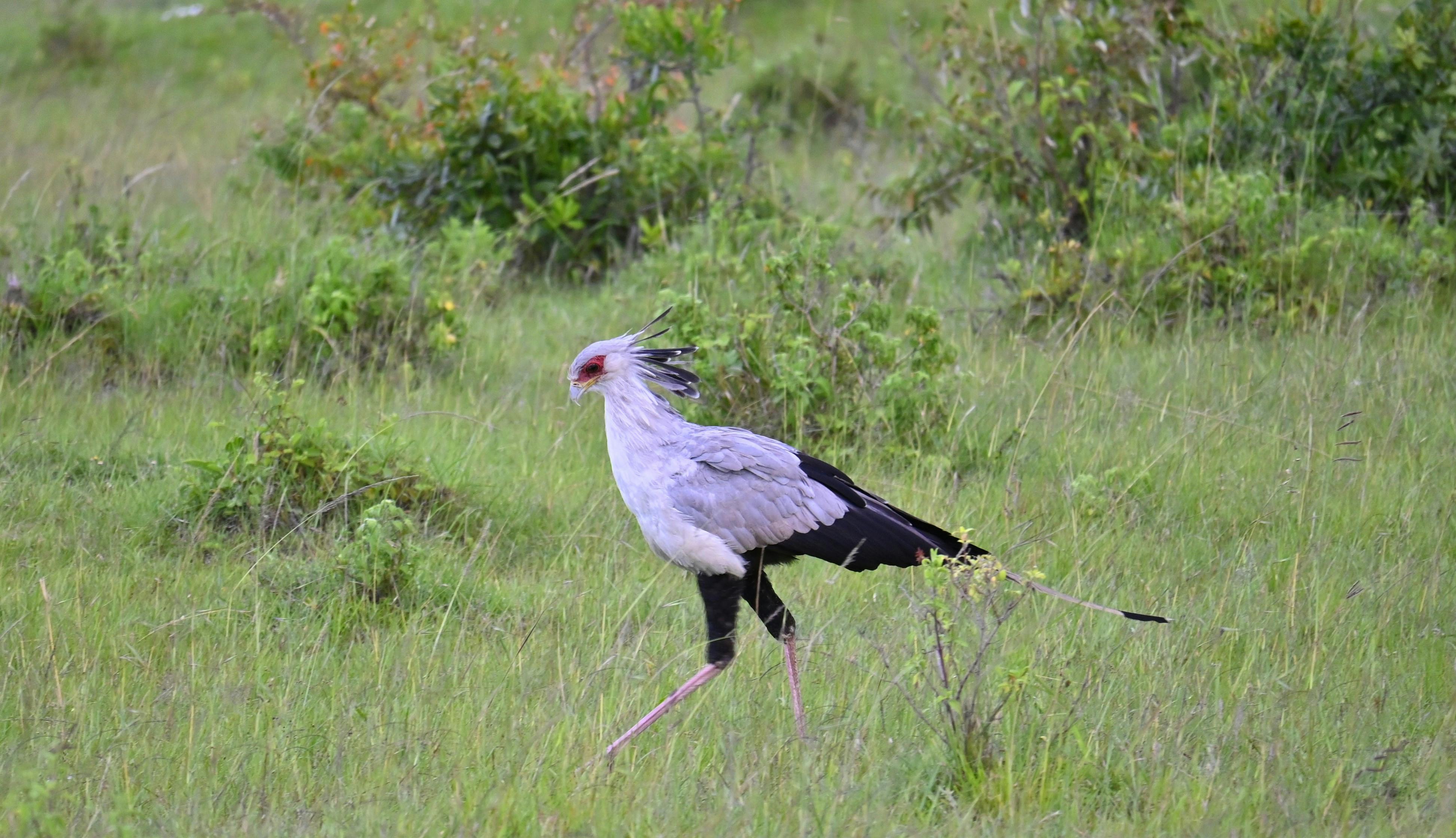 Secretarybird Walking in Grass · Free Stock Photo
