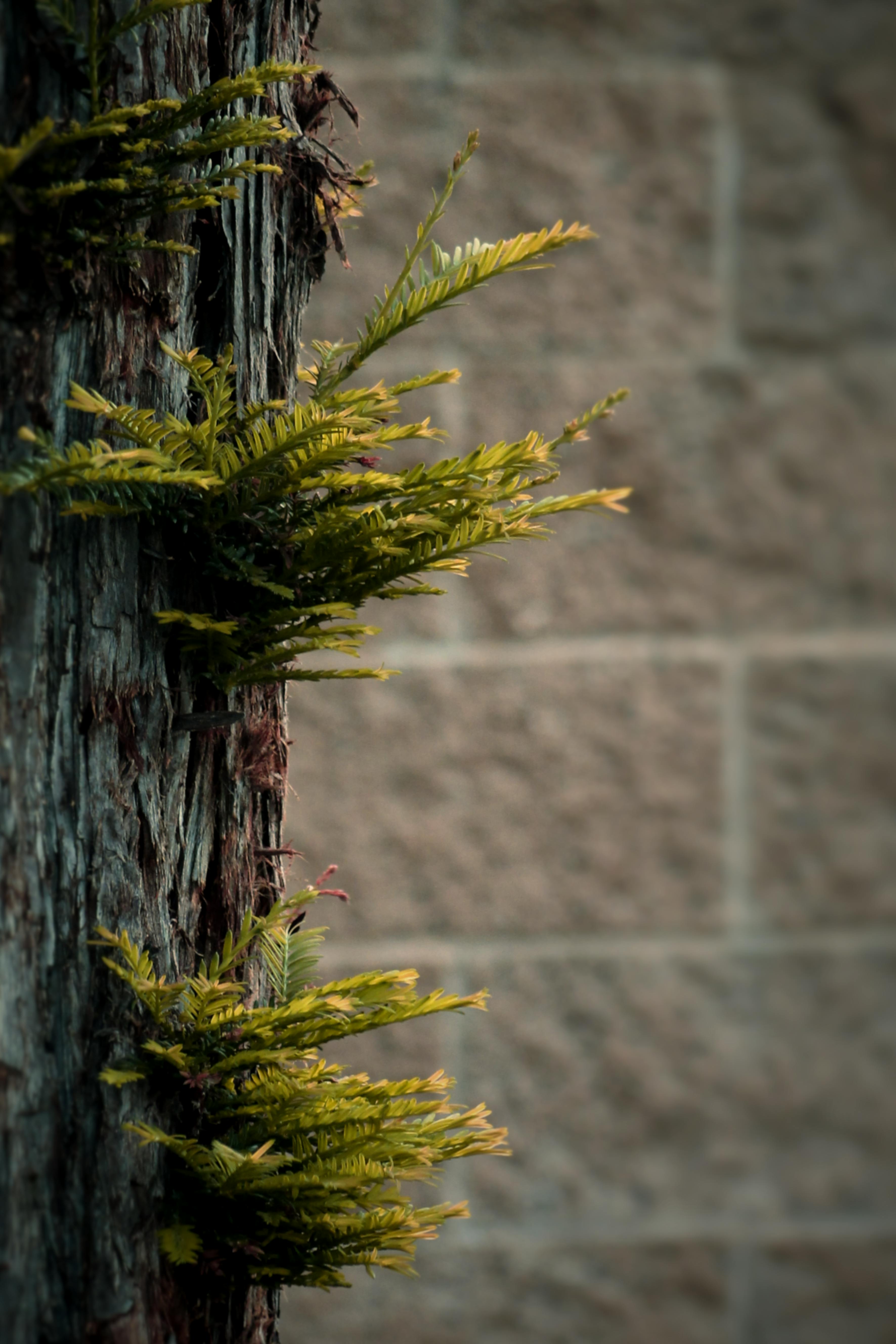 Conifer Sprouts on a Tree Trunk · Free Stock Photo