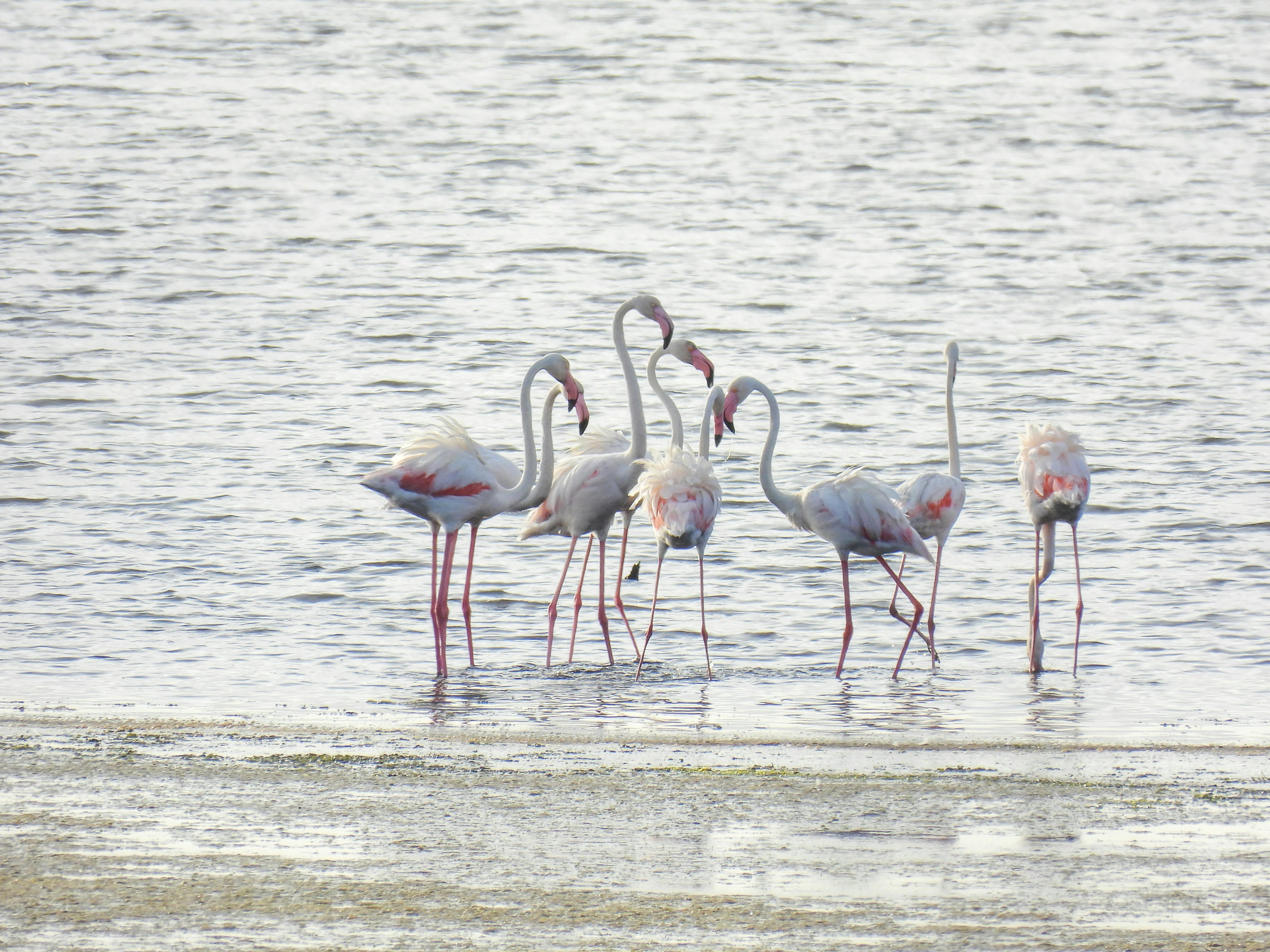 Pack of Flamingos on Beach · Free Stock Photo