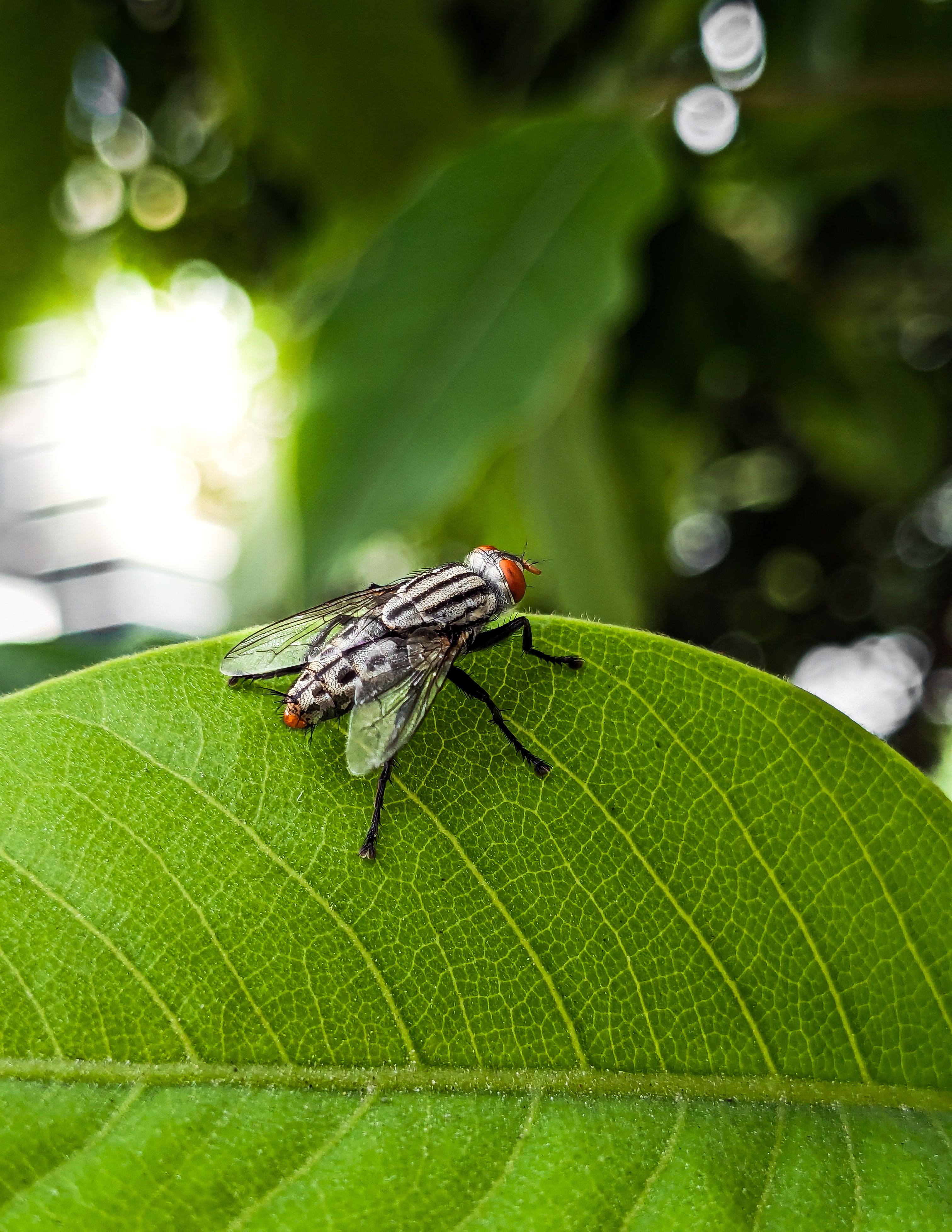 Closeup of Spotted Flesh Fly on Green Leaf · Free Stock Photo