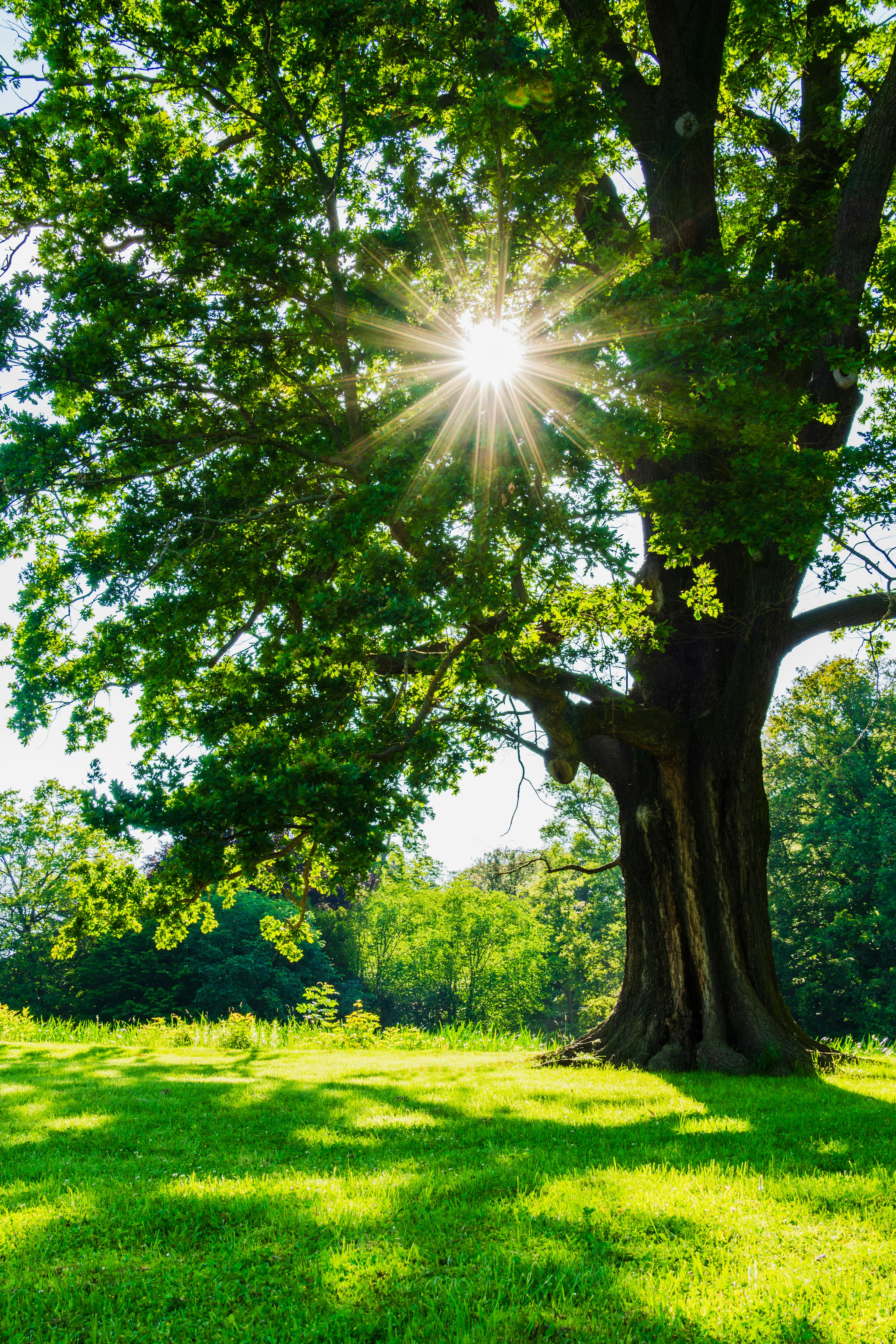 Back Lit Tree in a Park · Free Stock Photo