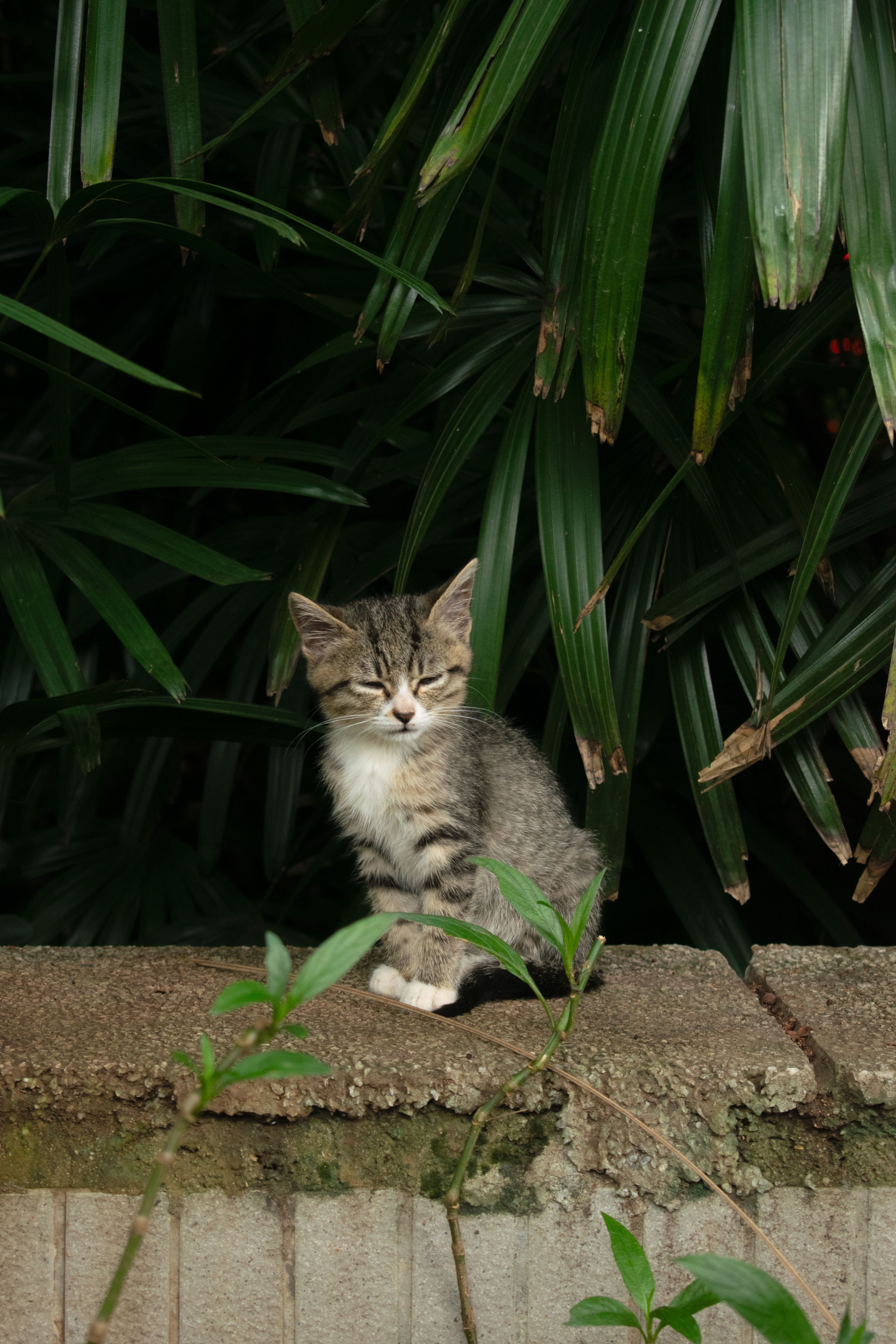 Leafycat Photos, Download The BEST Free Leafycat Stock Photos & HD Images