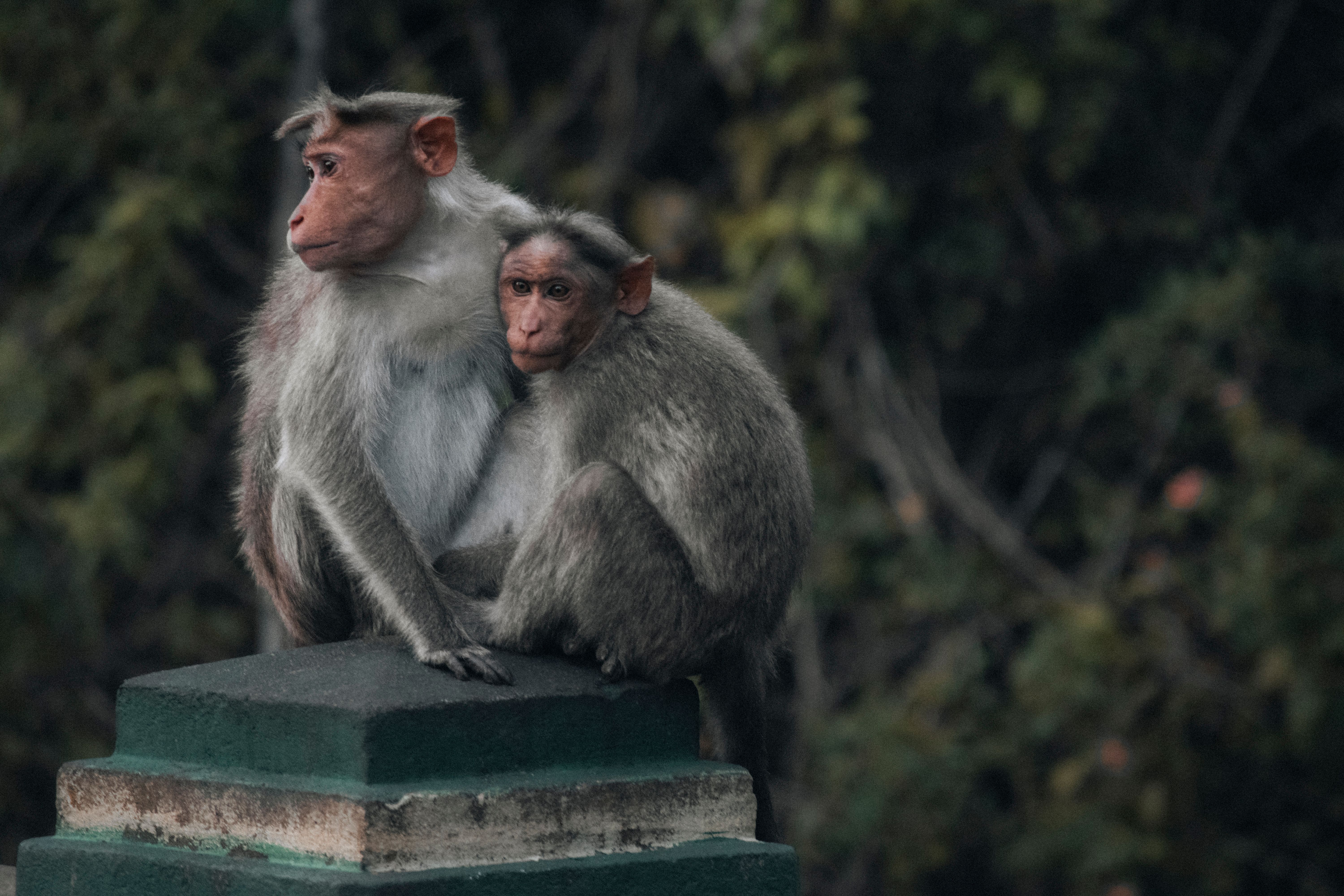 Close up of Two Monkeys · Free Stock Photo