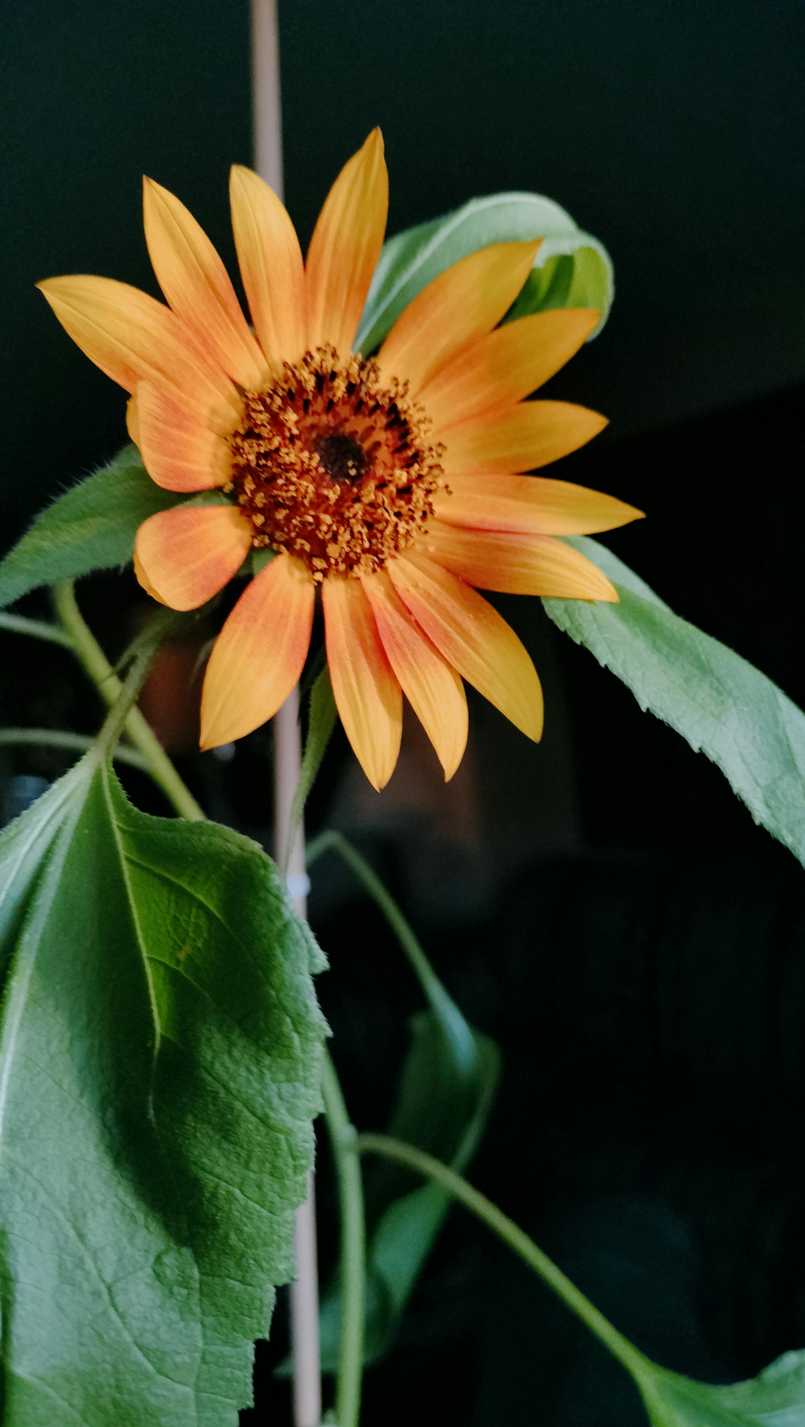 Sunflower Lock Screen Wallpaper Photos, Download The BEST Free ...