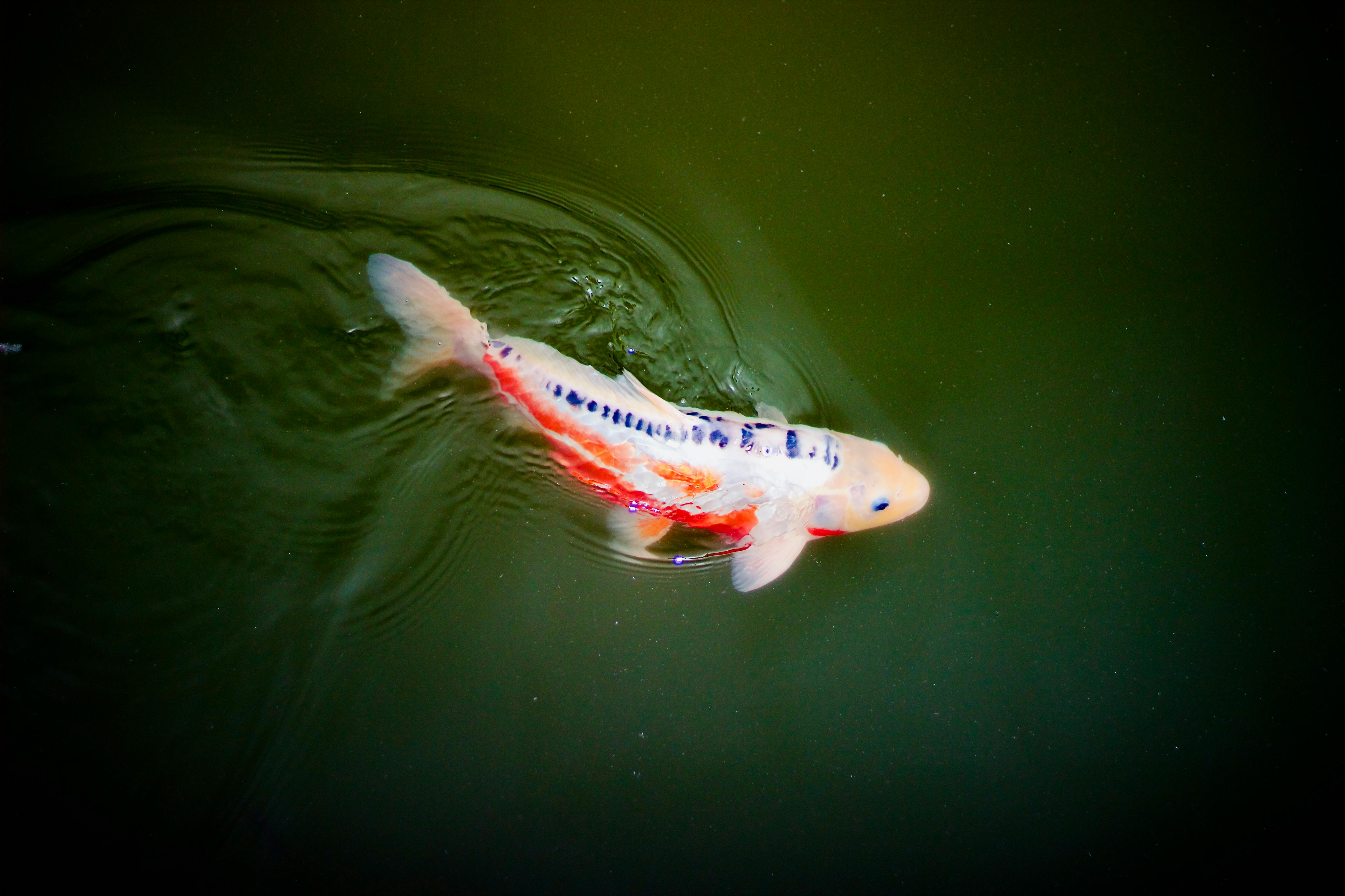 Close-up on a Swimming Nishiki-Goi Fish · Free Stock Photo
