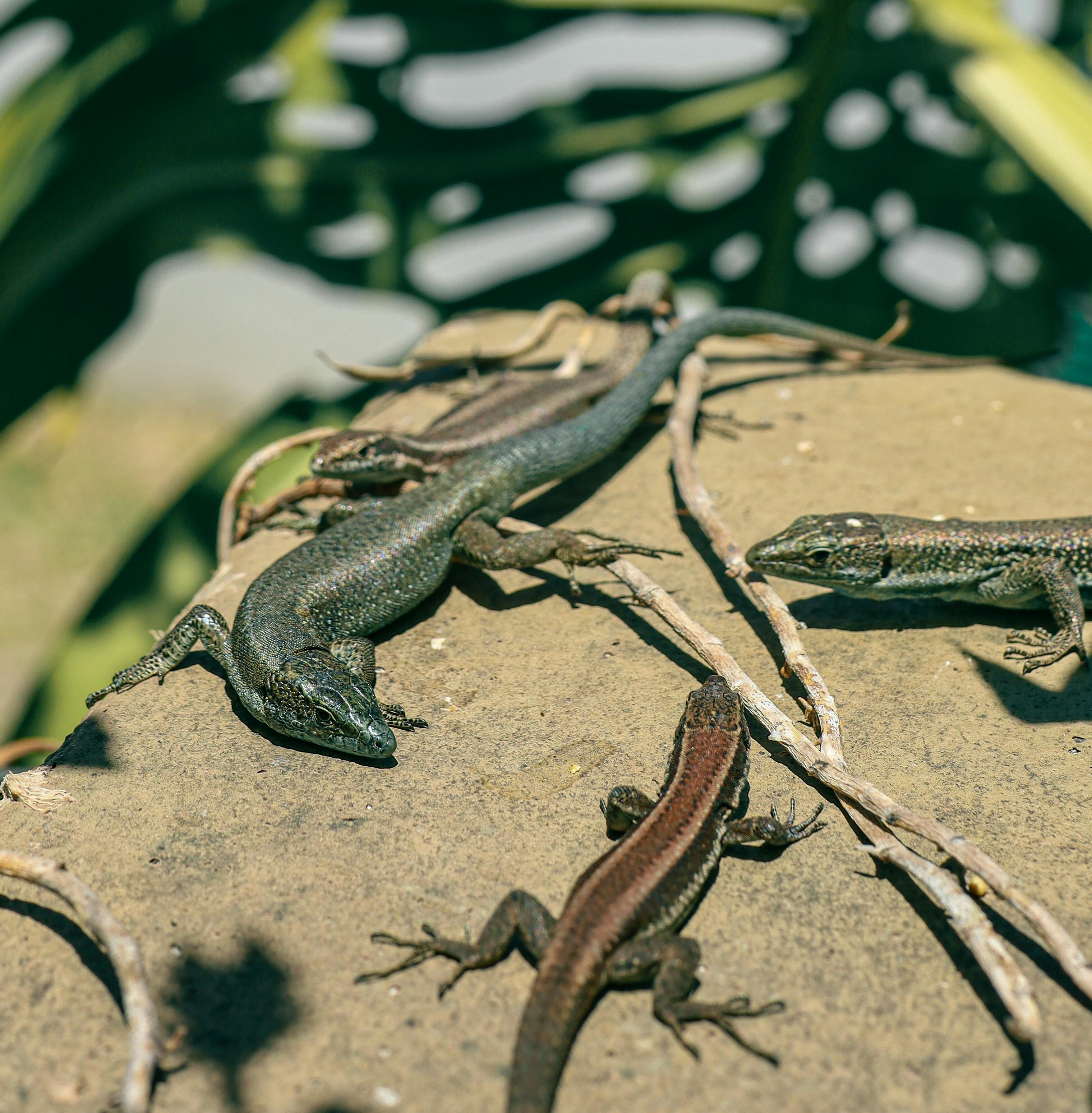 Three lizards on a rock · Free Stock Photo