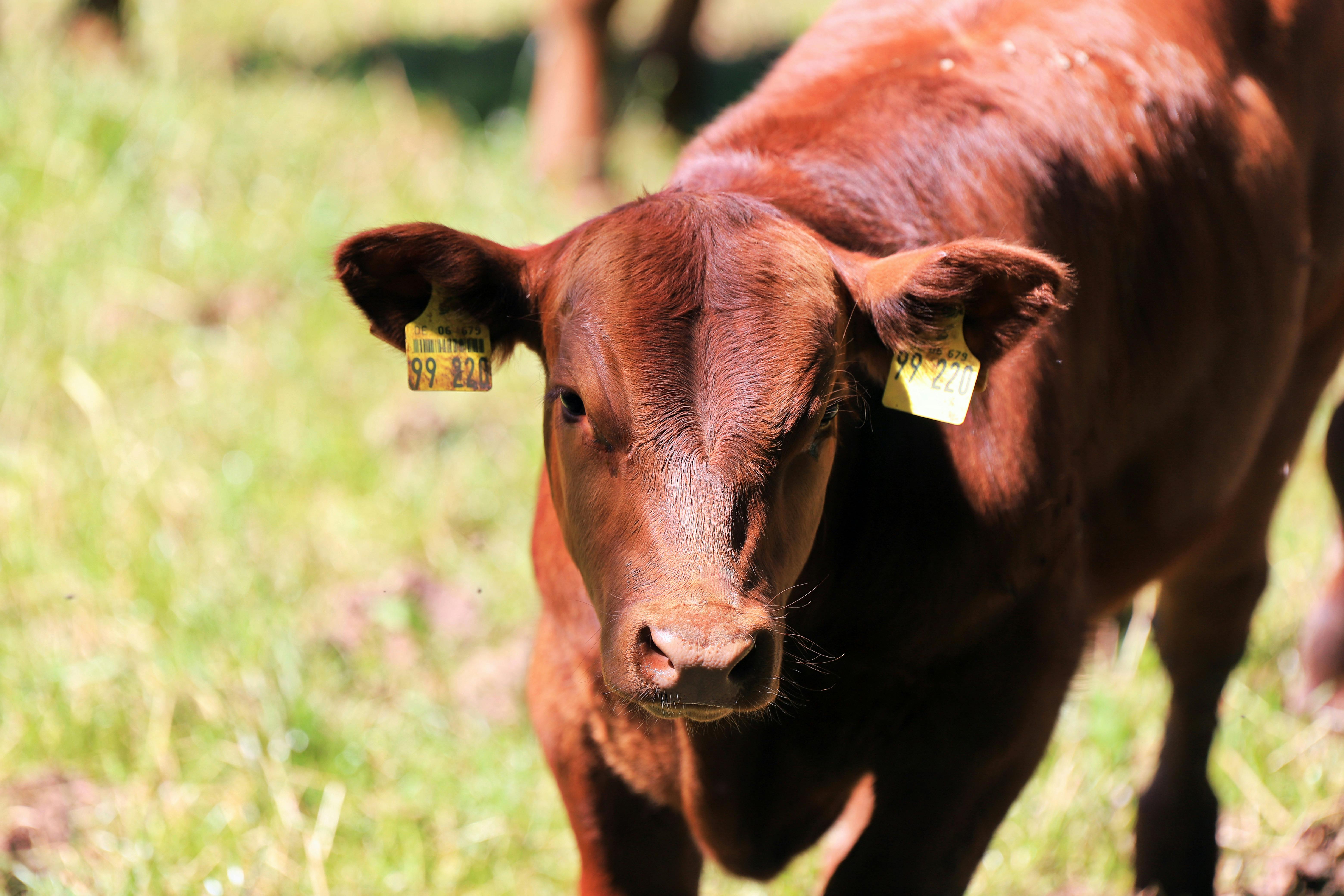 Rind · Free Stock Photo