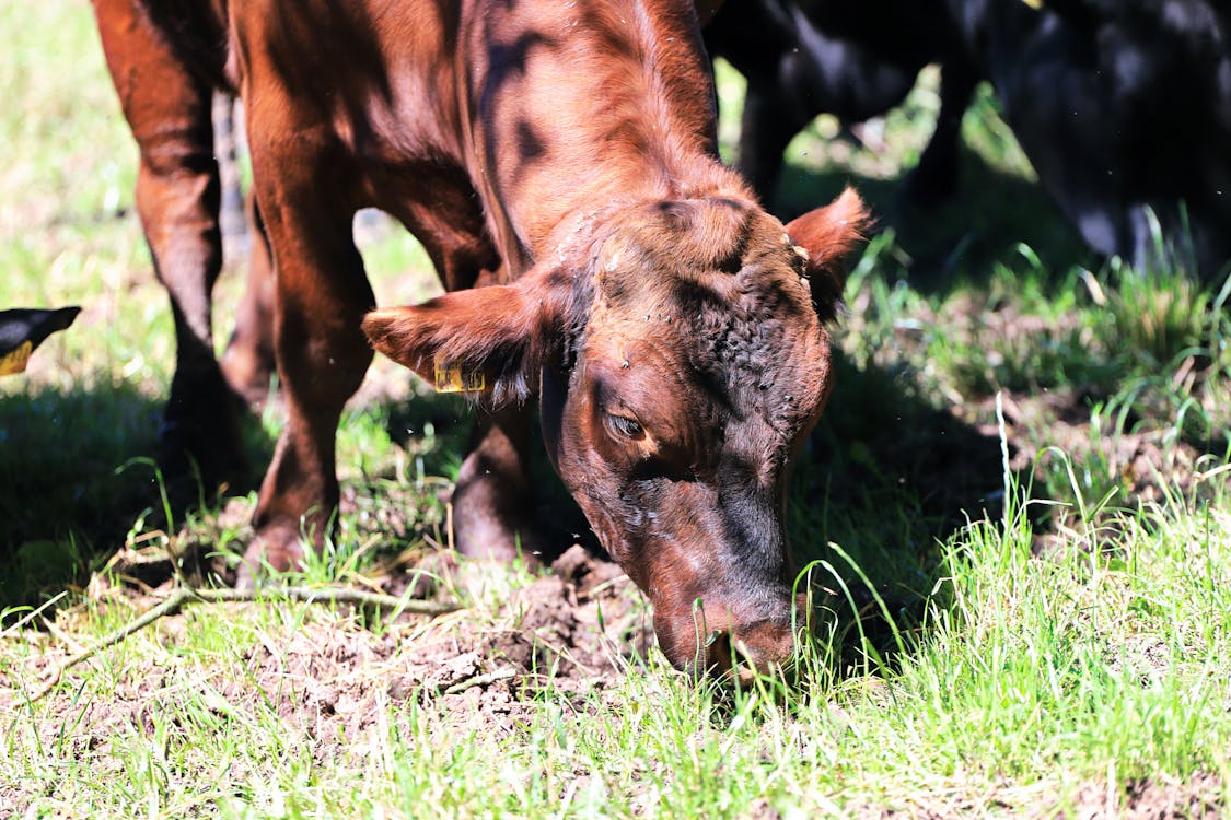 Rind · Free Stock Photo Rind · Free Stock Photo
