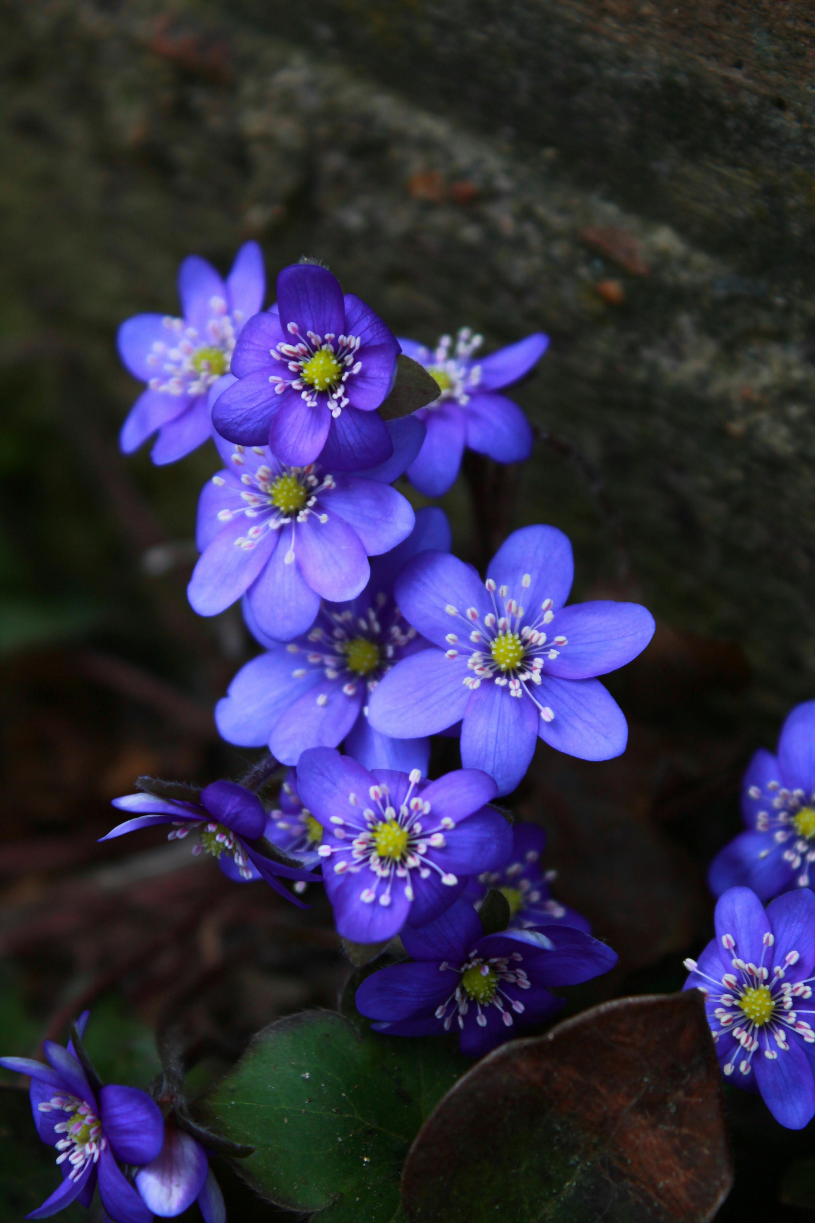 Purple Hepaticas in Bloom Close-up Photo · Free Stock Photo