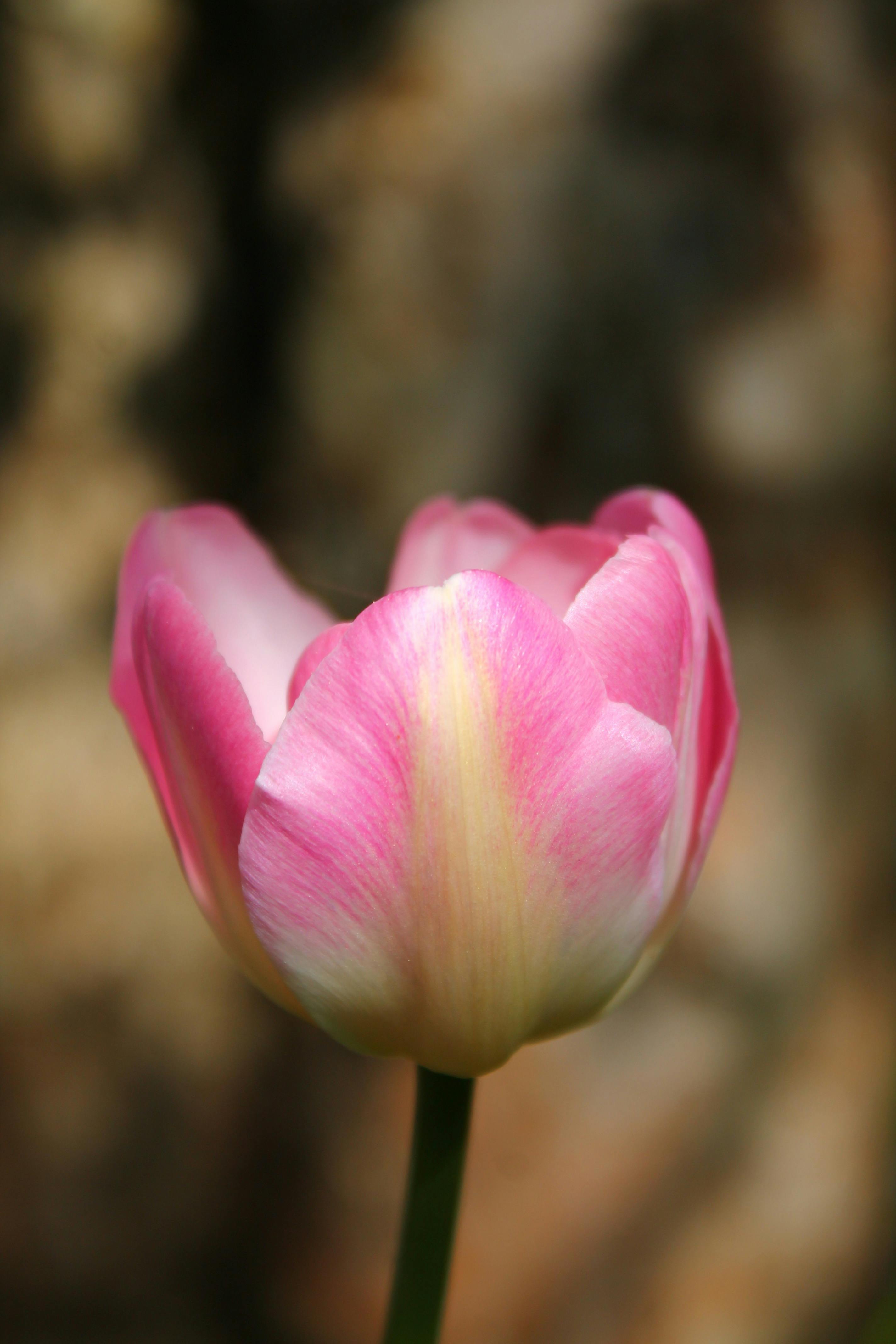 Purple Petaled Flower · Free Stock Photo