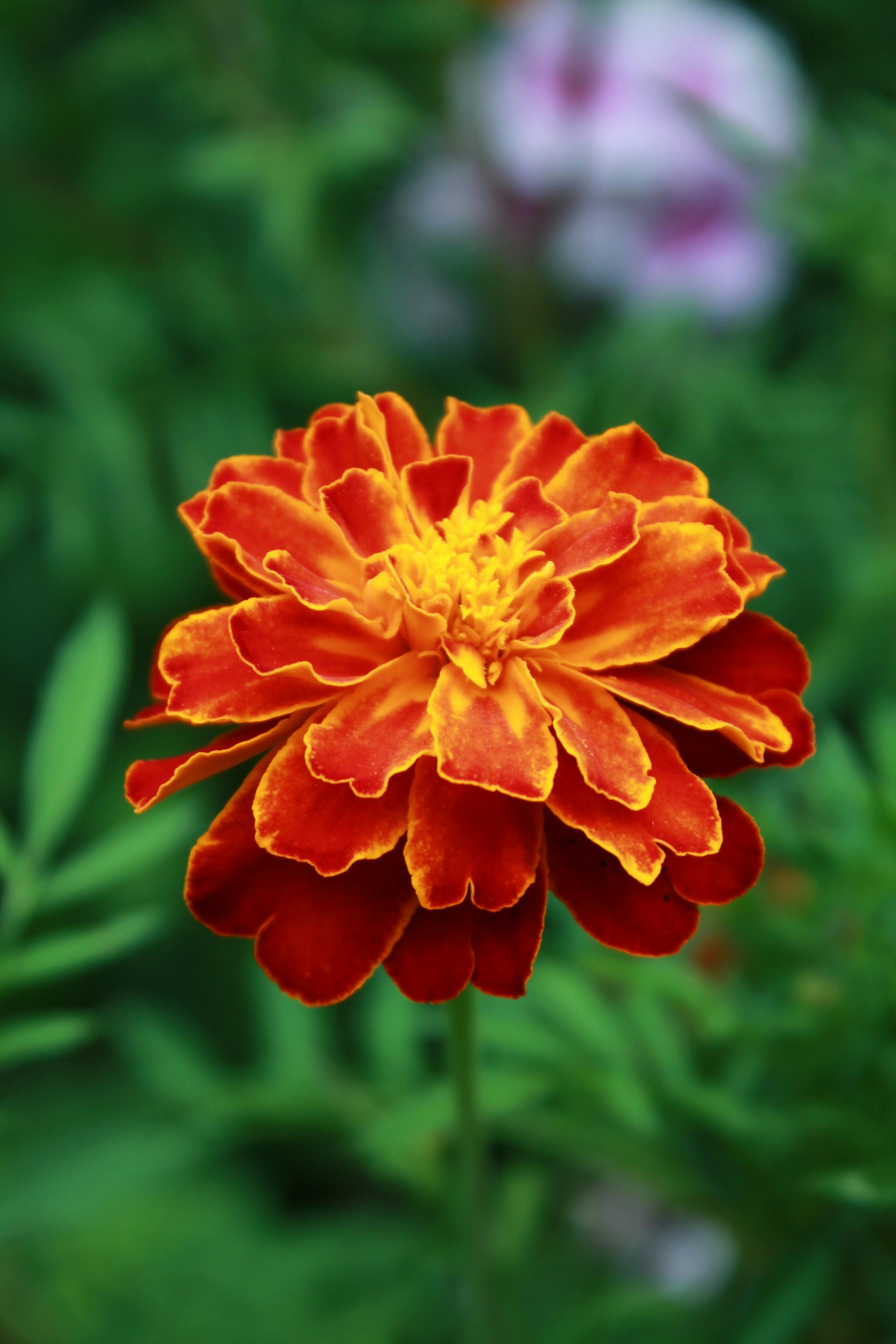 Aztec Marigold Flower · Free Stock Photo