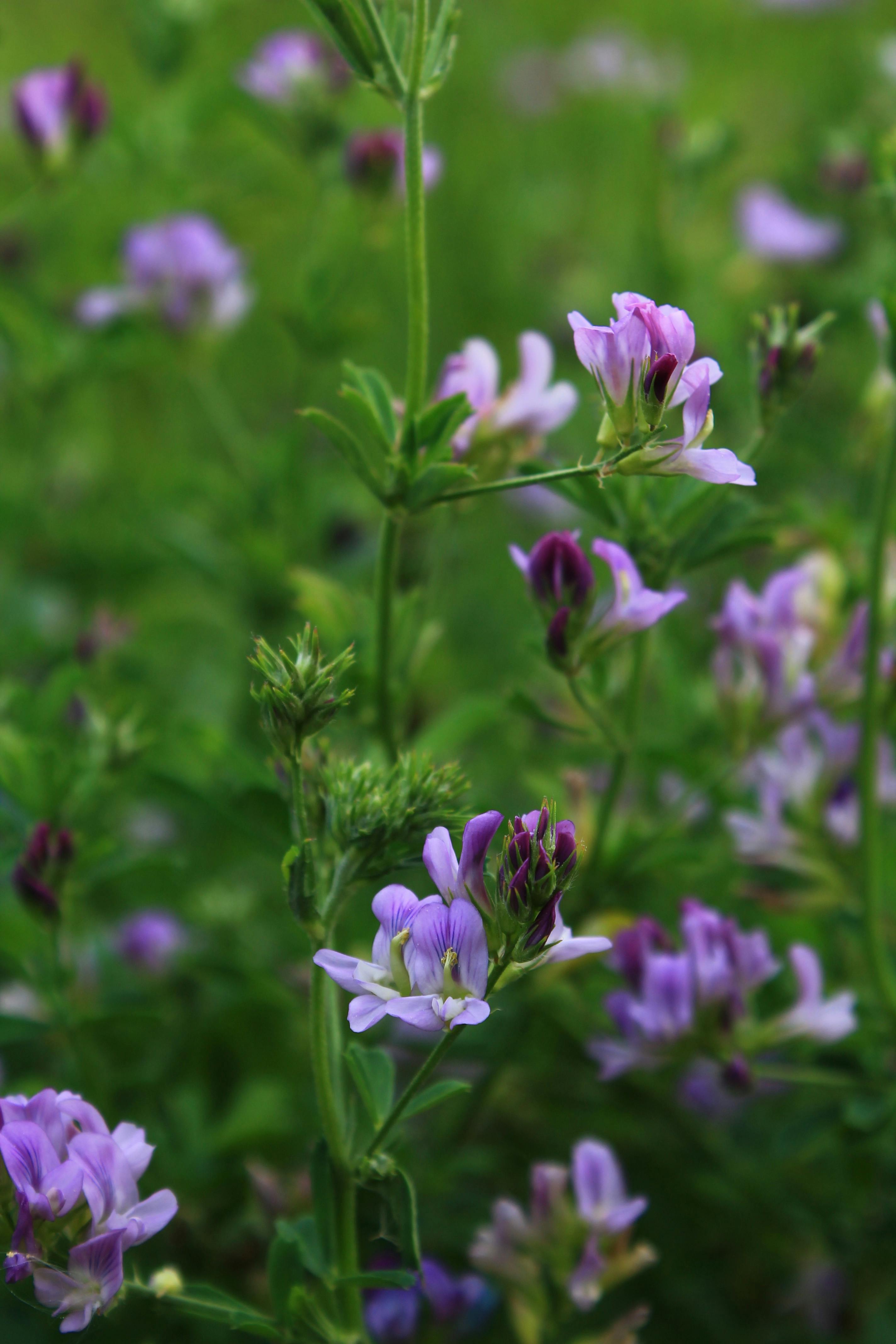 Alfalfa Pink Flowers · Free Stock Photo