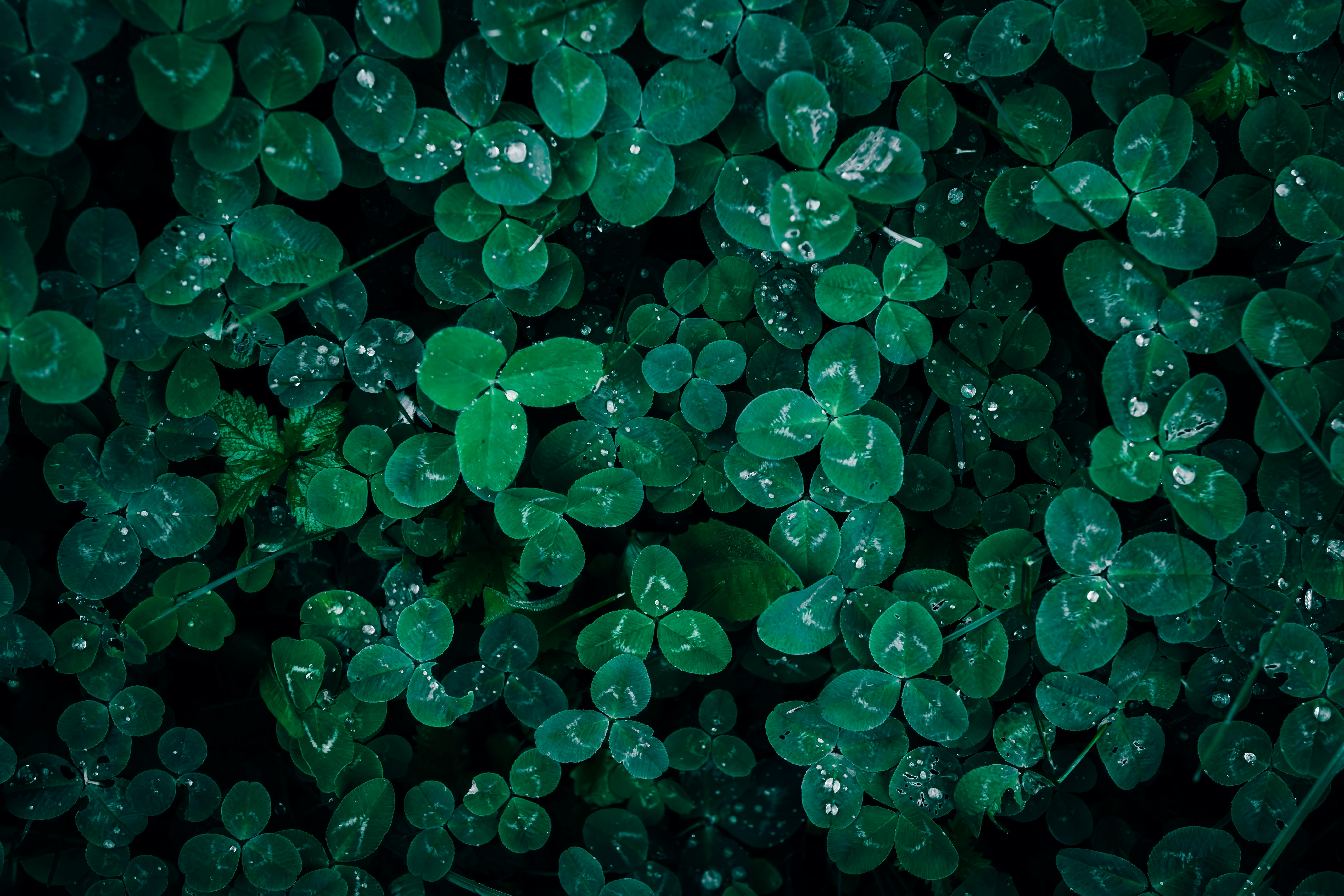 Green Shamrock with rain drops texture · Free Stock Photo