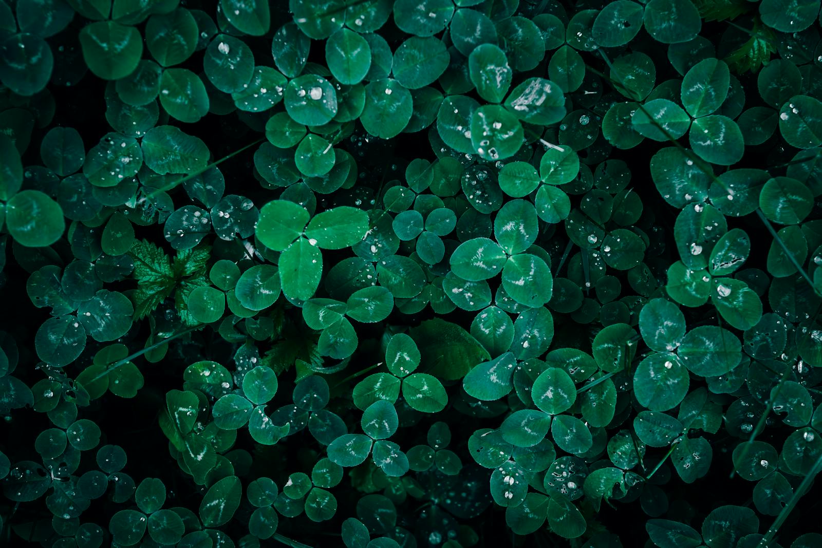 Shamrock Wallpaper Photos, Download The BEST Free Shamrock Wallpaper ...