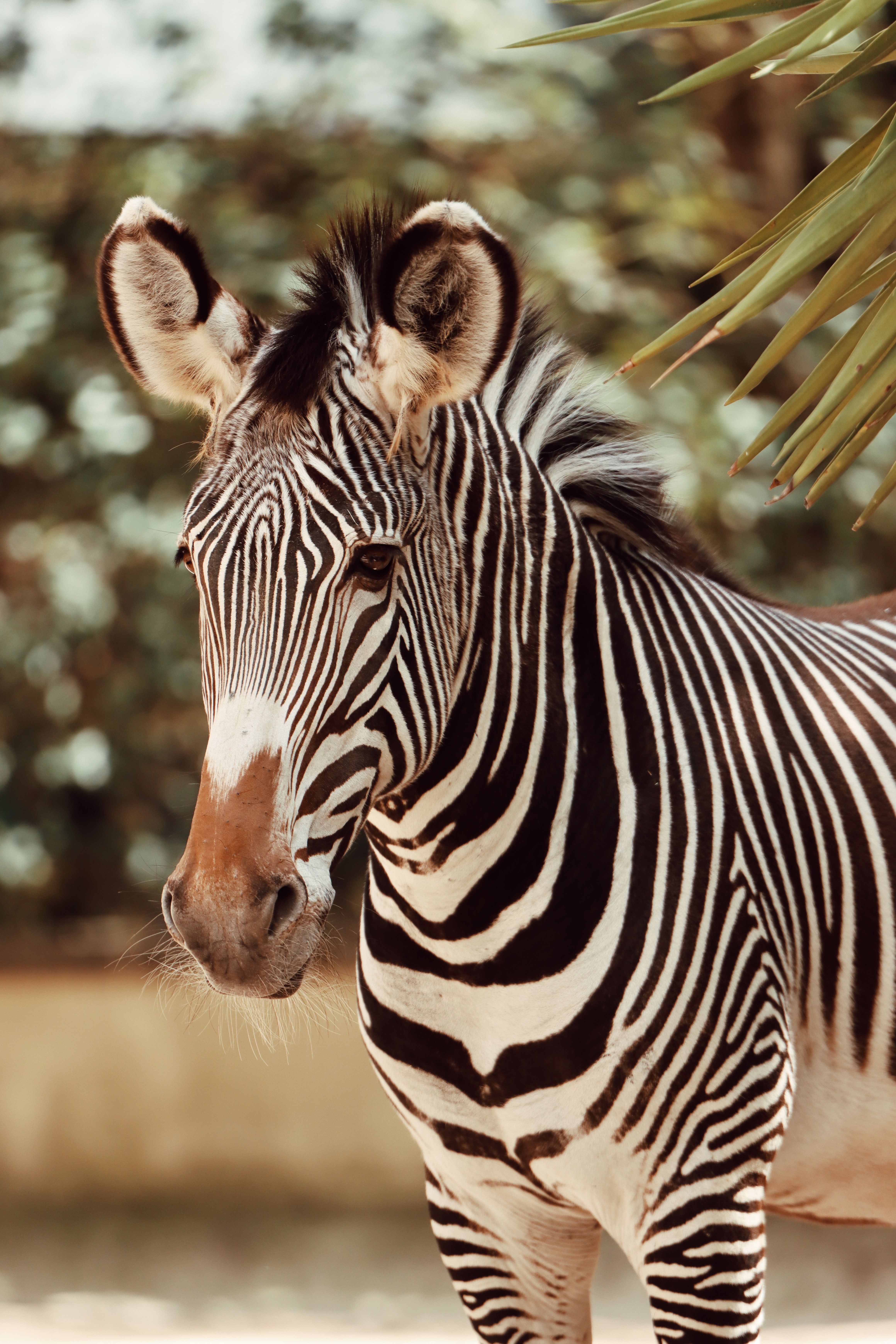 Zebra in Zoo · Free Stock Photo