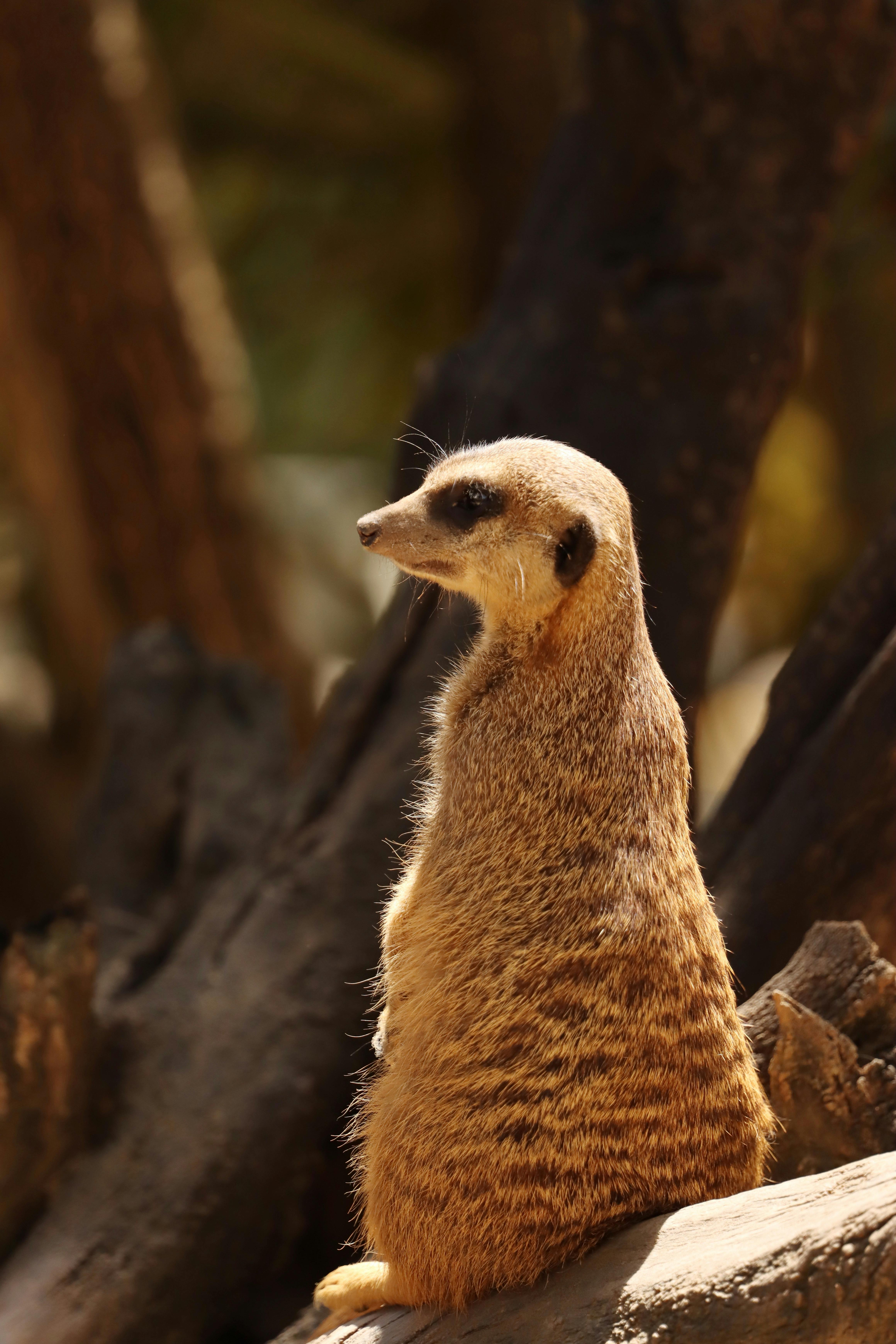 Meerkat Sitting on Rock and Looking Away · Free Stock Photo