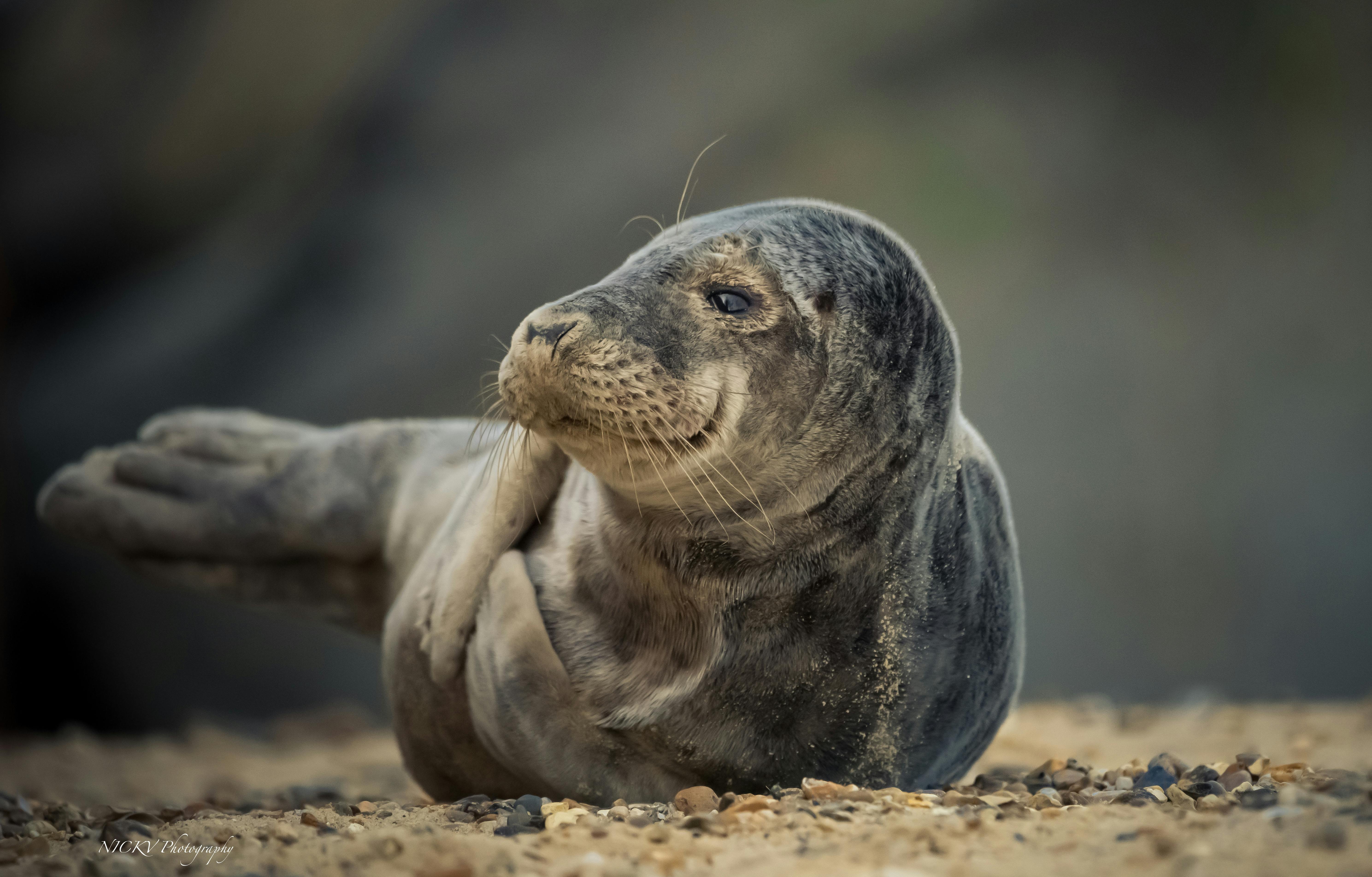 Foto de stock gratuita sobre acuático, al aire libre, aleta, animal ...