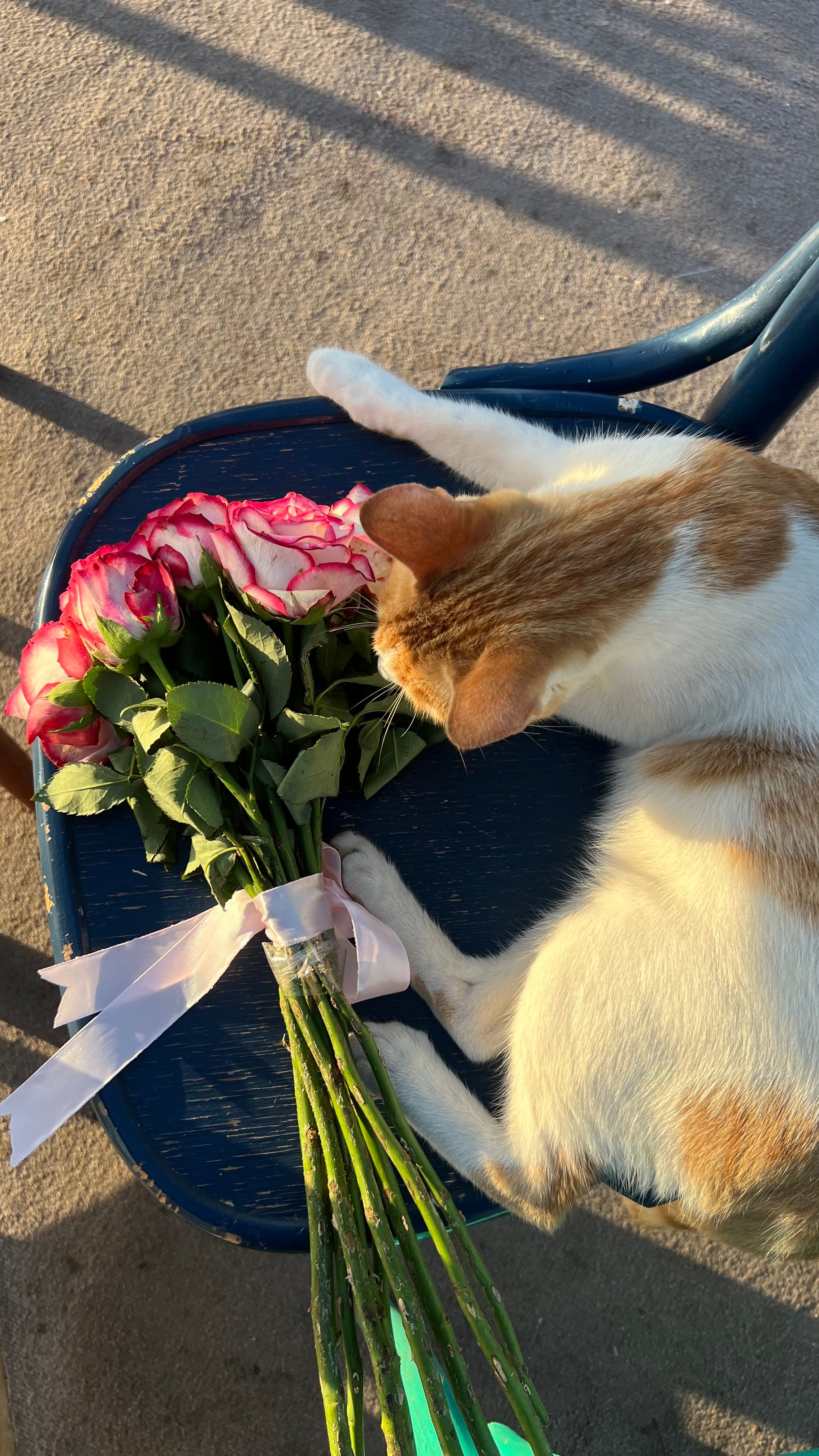 Cat with Bouquet of Roses · Free Stock Photo