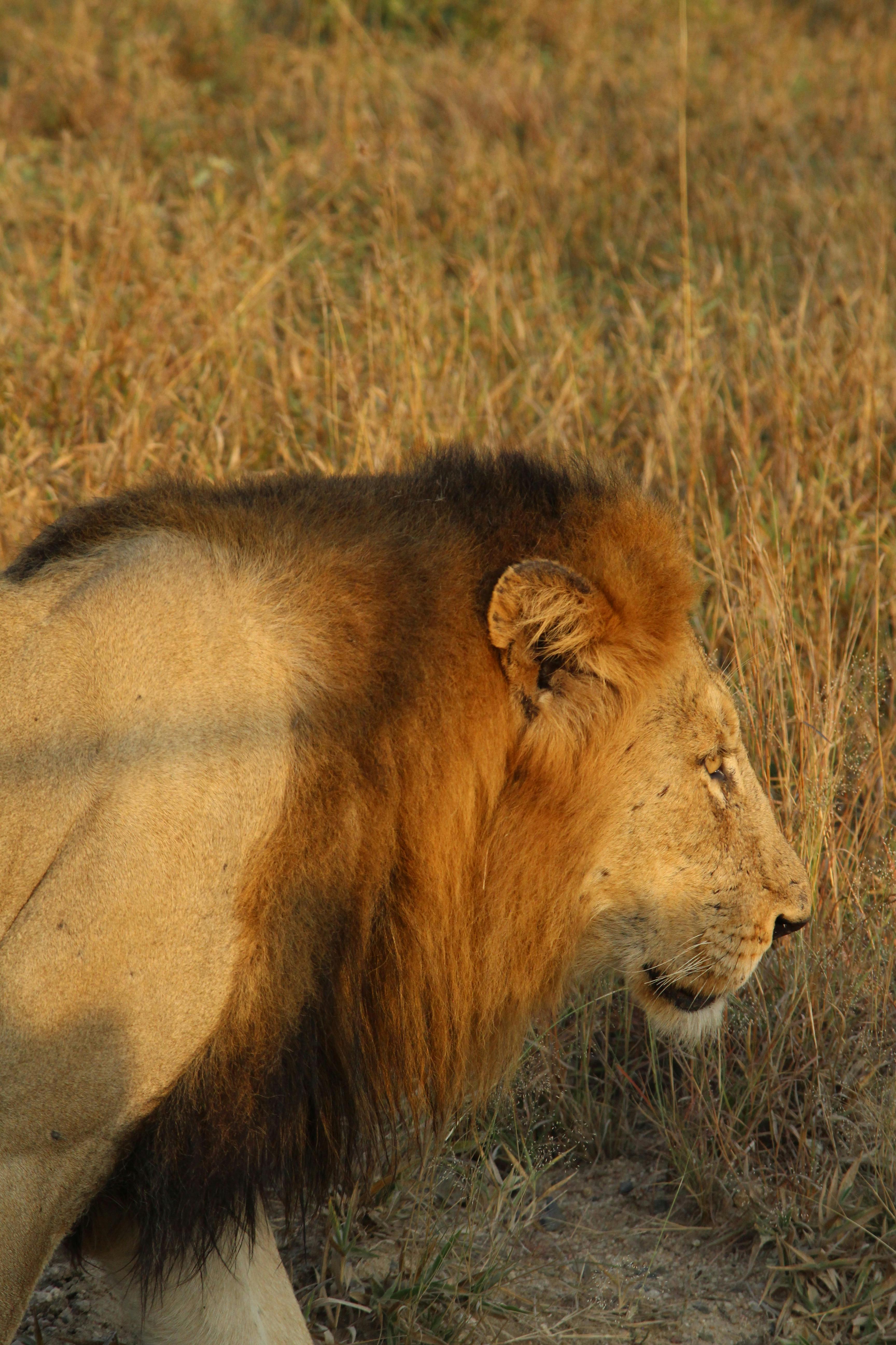 Lion on Savannah · Free Stock Photo