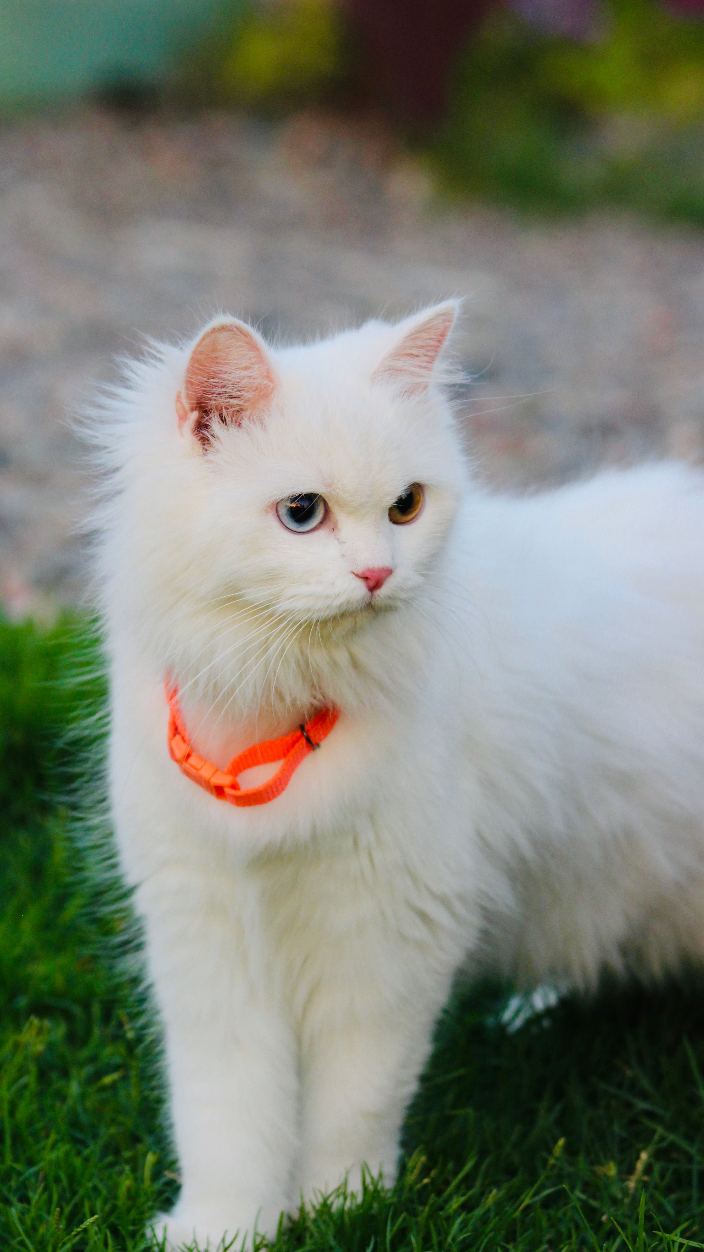 Adorable Fluffy White Cat · Free Stock Photo