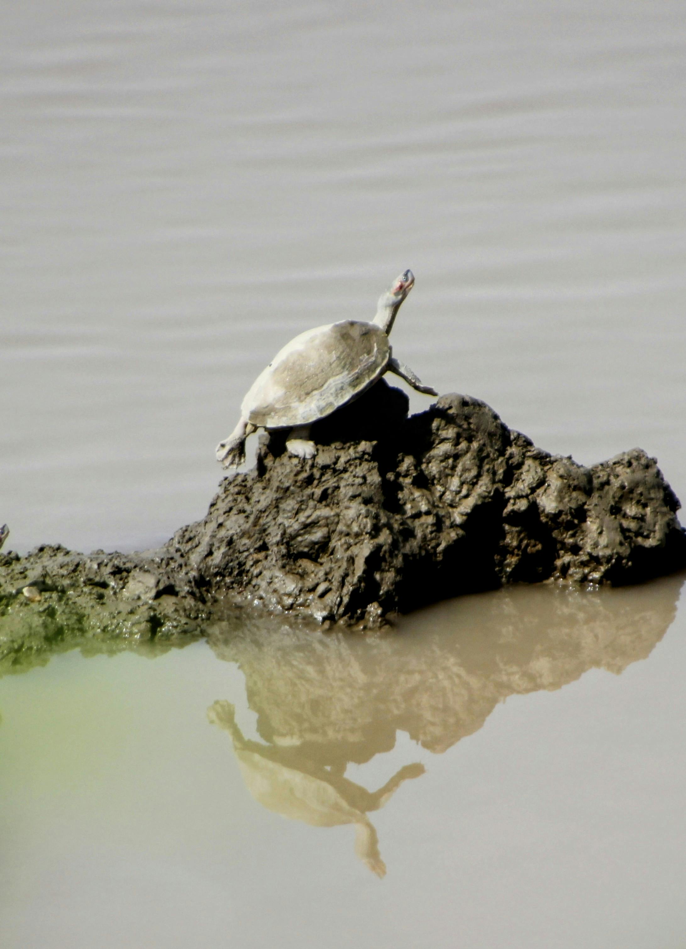 Saeed Ahmed Abbasi - Photography