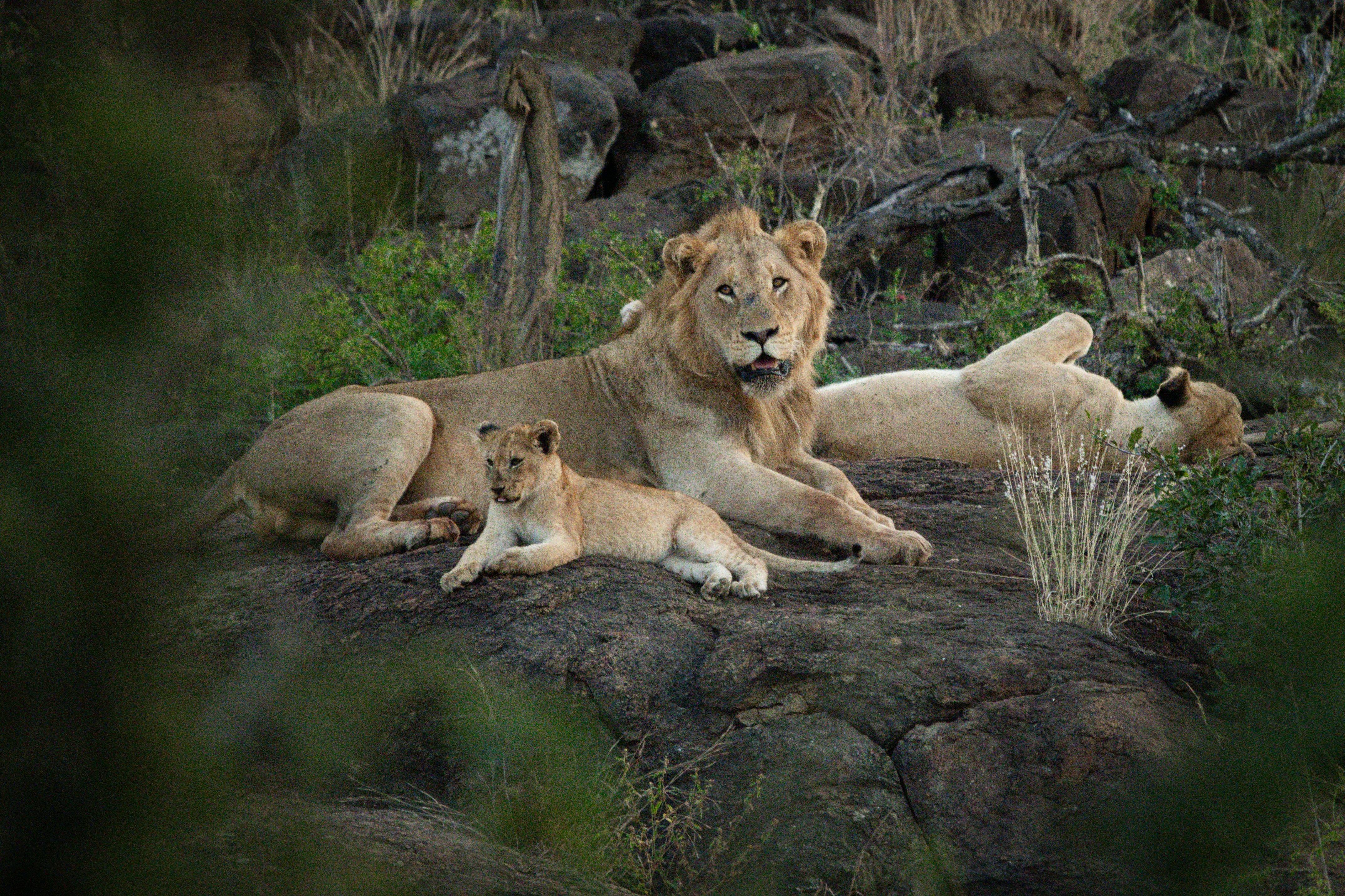 Lion Cub Photos, Download The BEST Free Lion Cub Stock Photos & HD Images