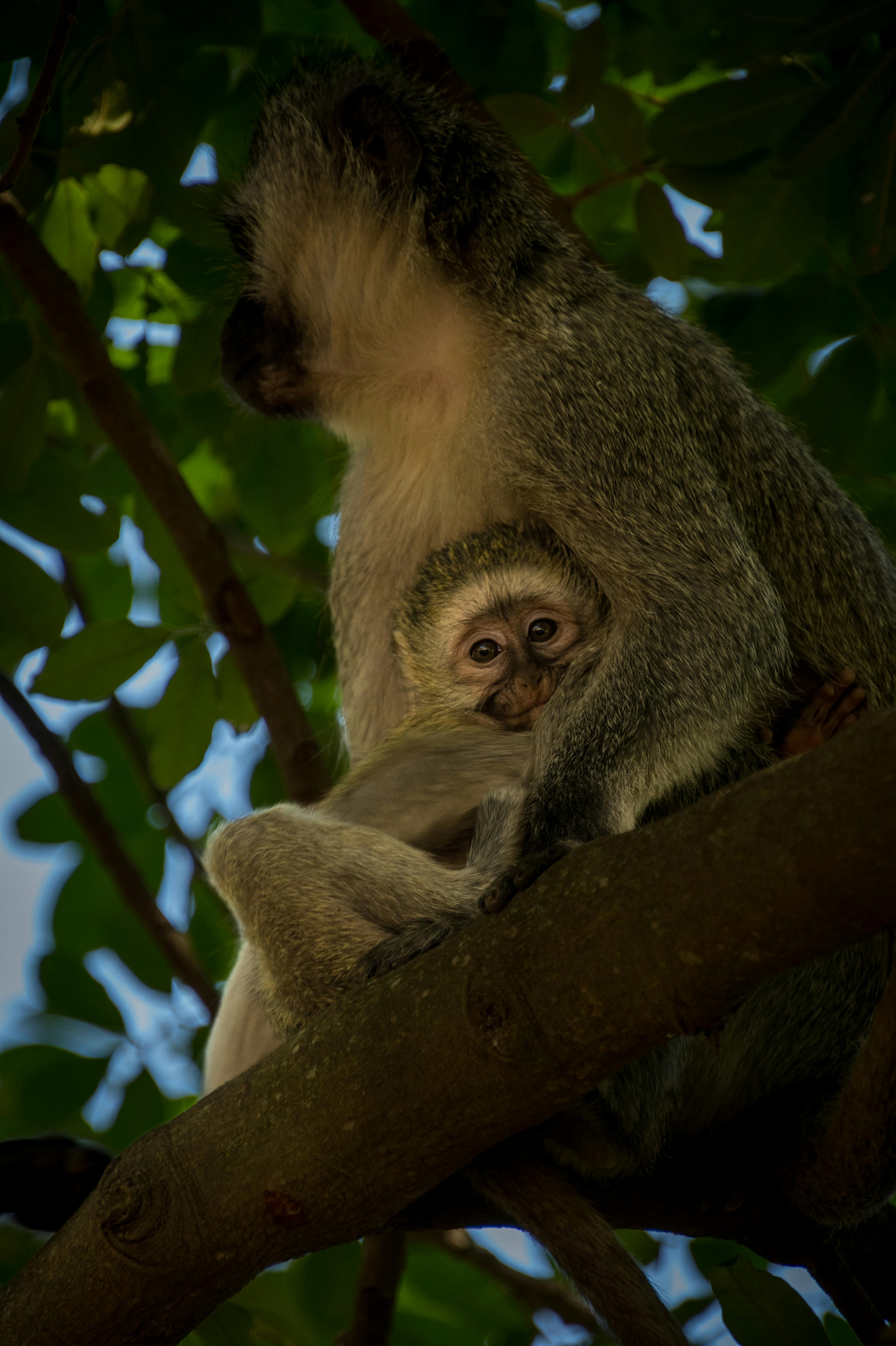 Monkey with Baby on Tree Branch · Free Stock Photo