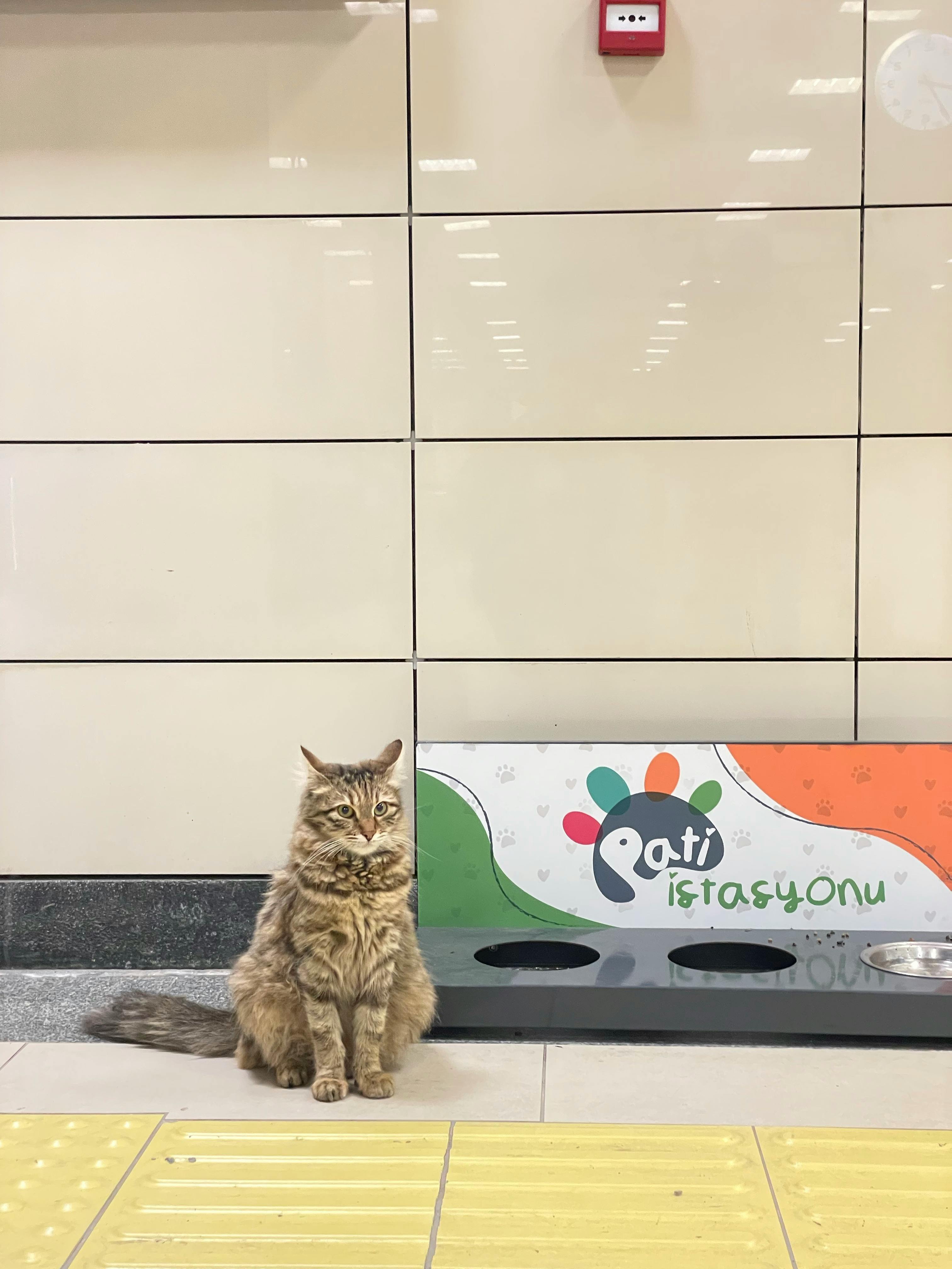 Cat in Subway in Turkey · Free Stock Photo