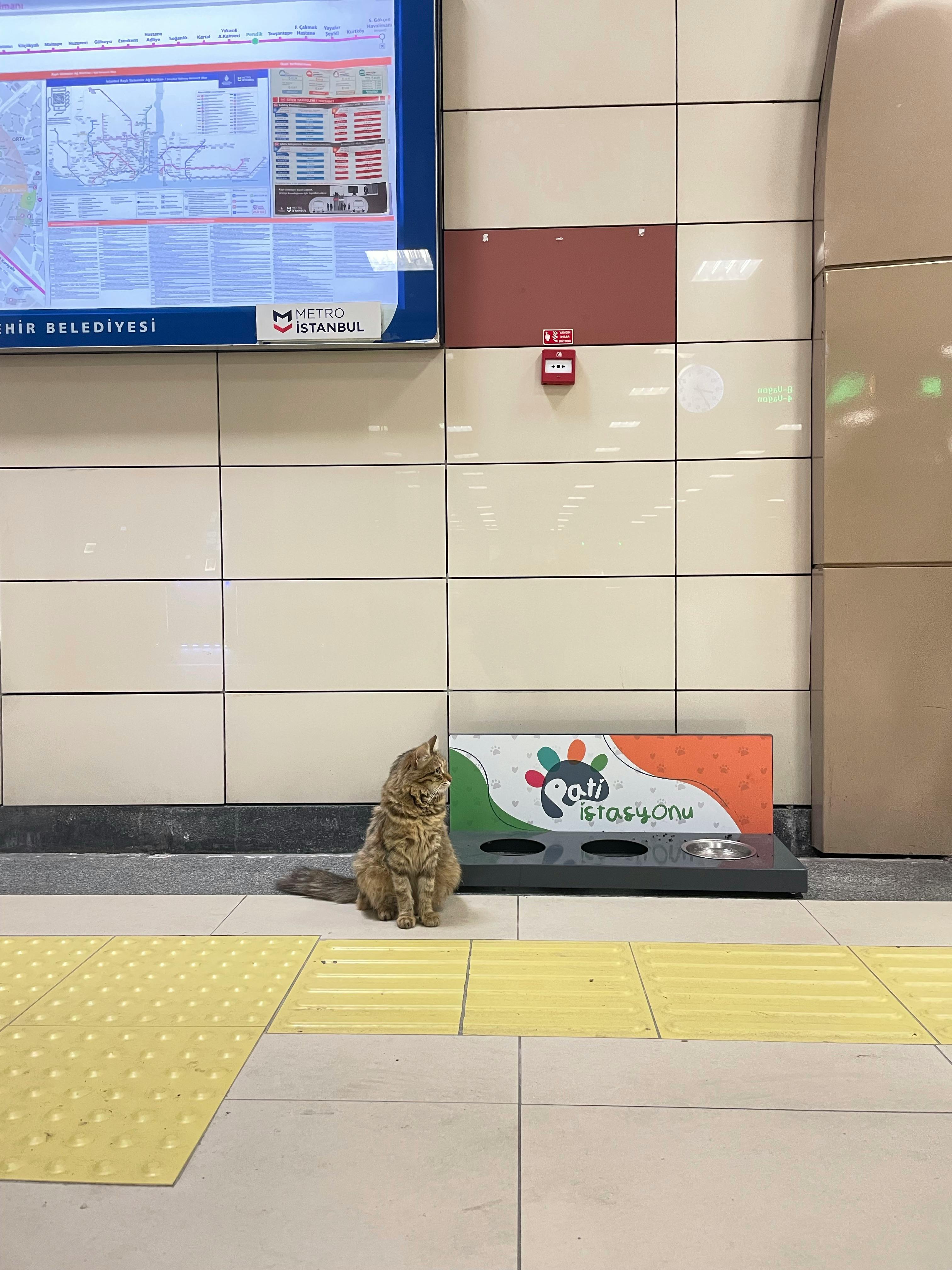 A Cat Sitting on the Subway Station Platform · Free Stock Photo