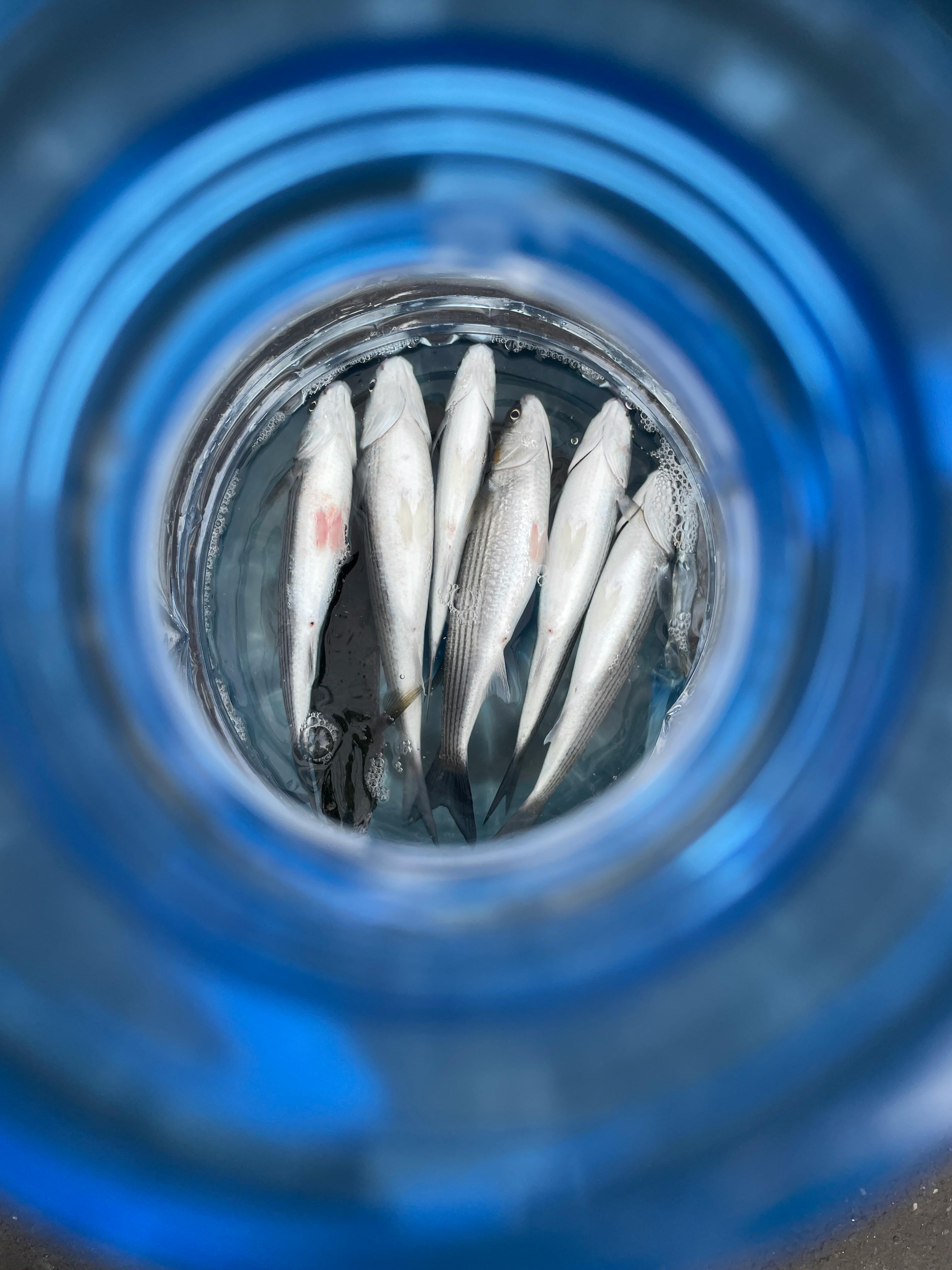 Blue Gill Fresh Water Fish Photos, Download The BEST Free Blue Gill ...