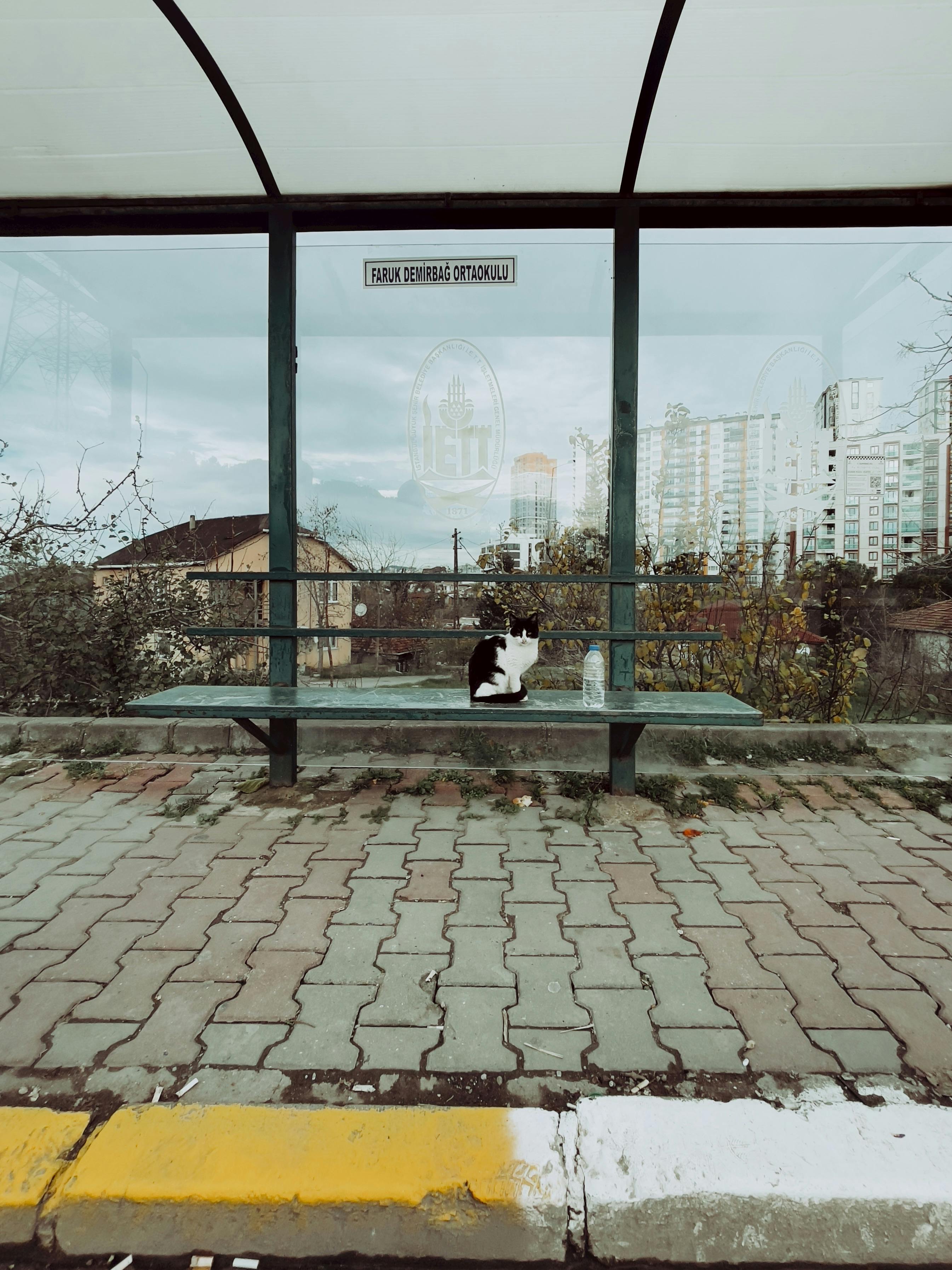 Kitten Sitting on a Bus Stop · Free Stock Photo
